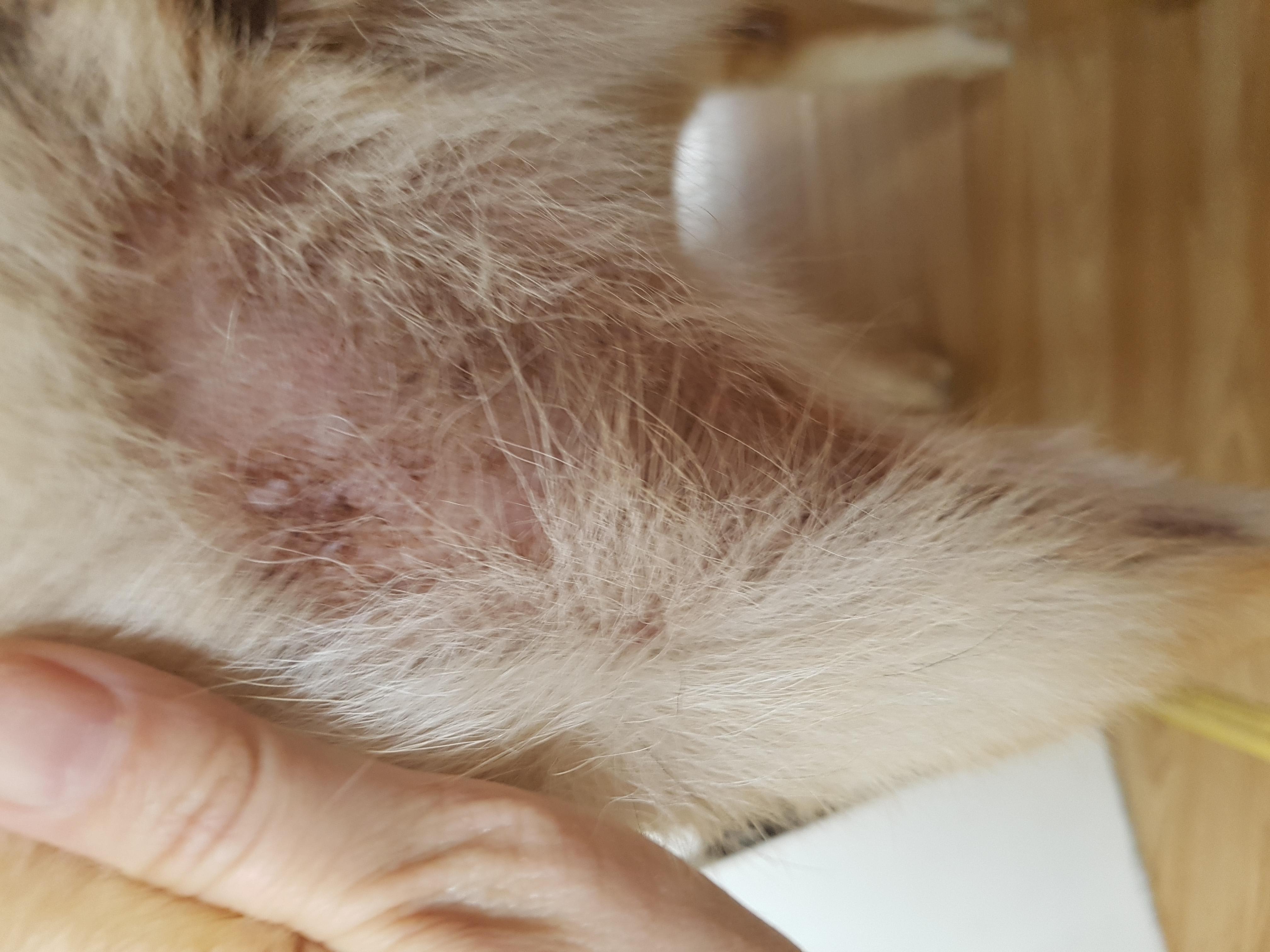 Why are my dog's back legs bald & scabby? Flea allergy, infection? | Petco