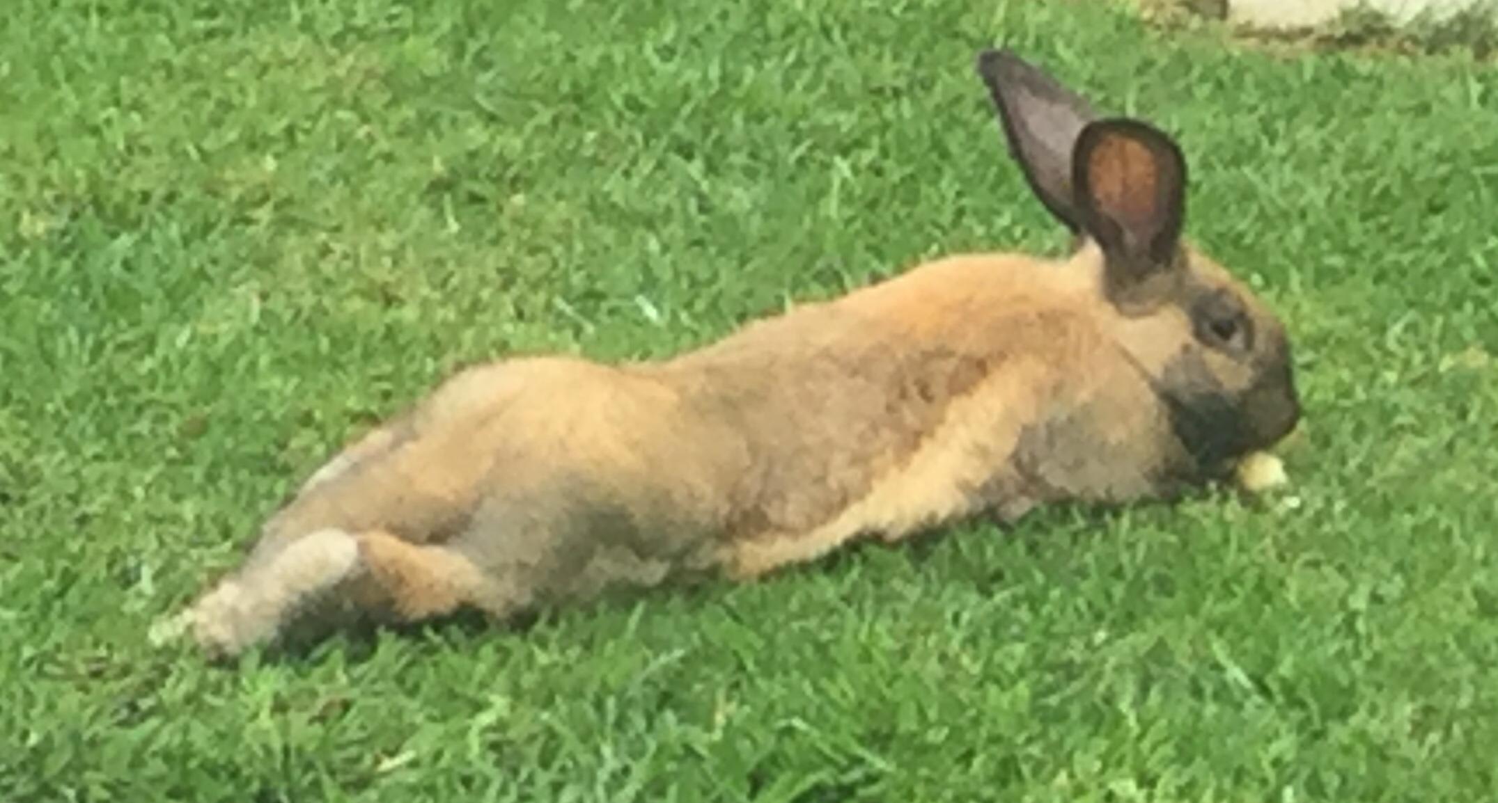 When can my neutered rabbit go back to his hutch outside? | Petco