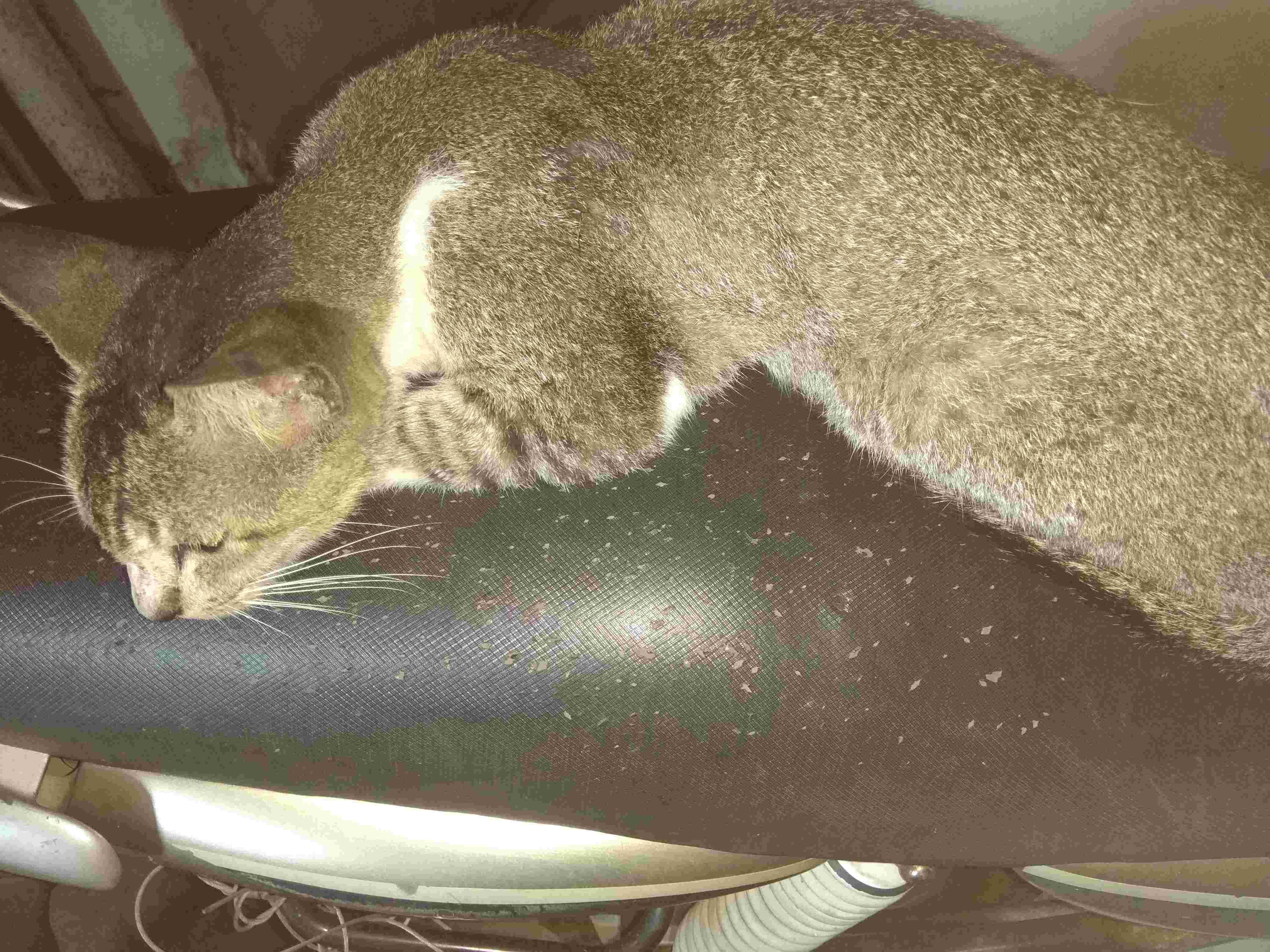 My Cat Is Weak & Not Eating After Stillborn Kittens? Find Help | Petco