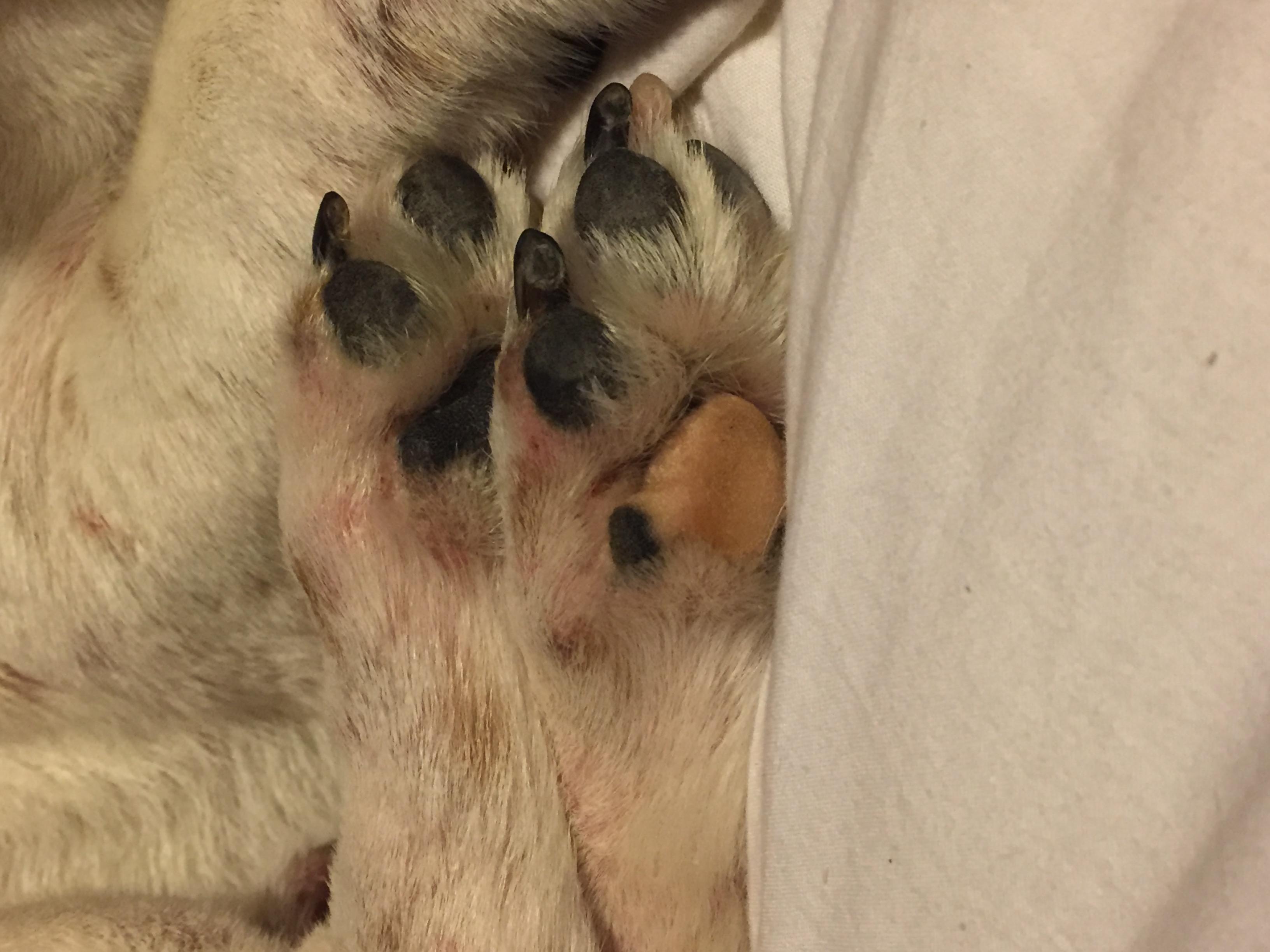Dog scratching raw, bleeding? Find affordable help when vets fail | Petco