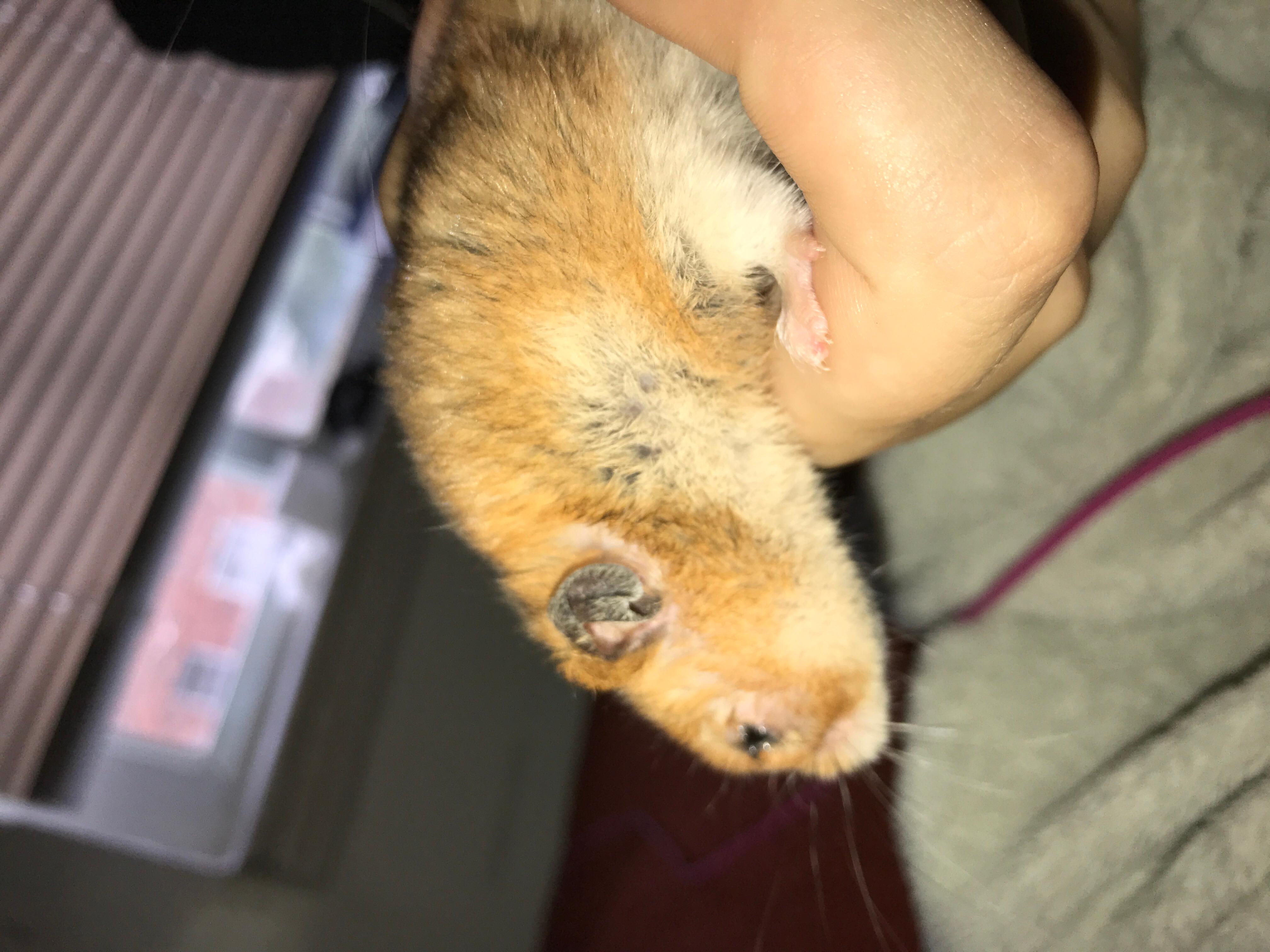 Hamster Eye Gooey & Crusted After Cat Scratch? What to Do? | Petco
