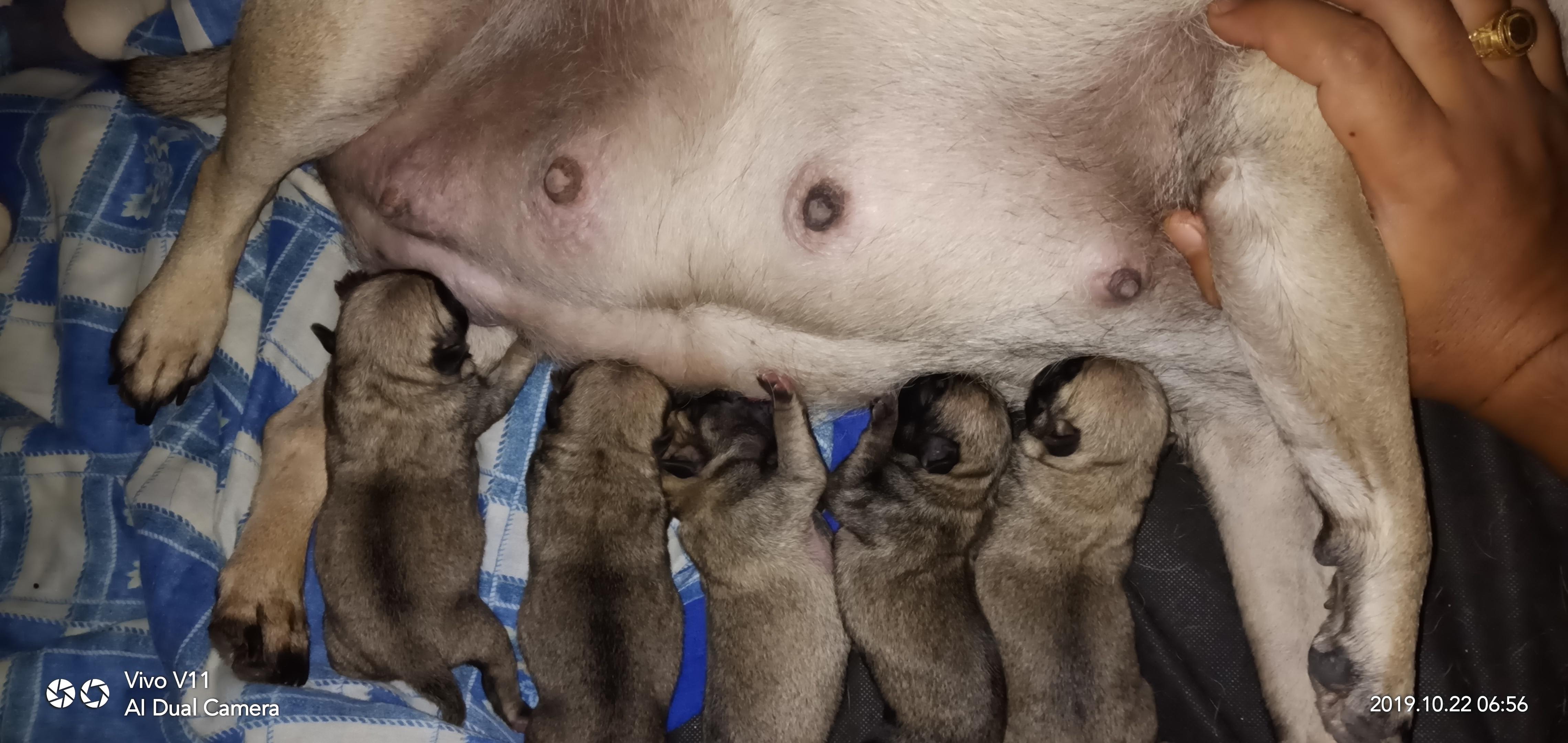 Pug Mom Neglecting Puppies & Licking Toys? Find Out Why | Petco