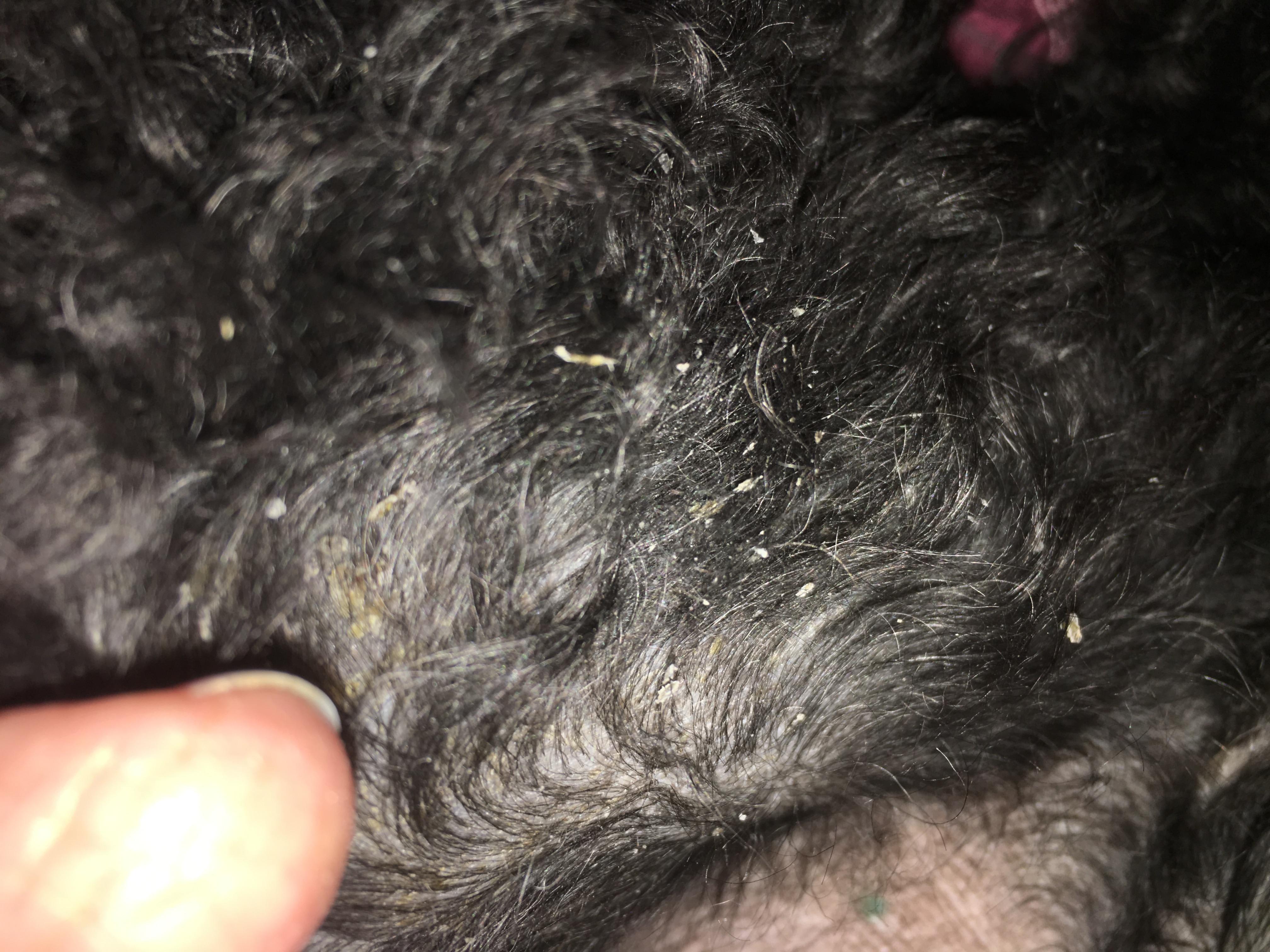 Are your dog's itchy skin, chewing, and hair loss from allergies? | Petco