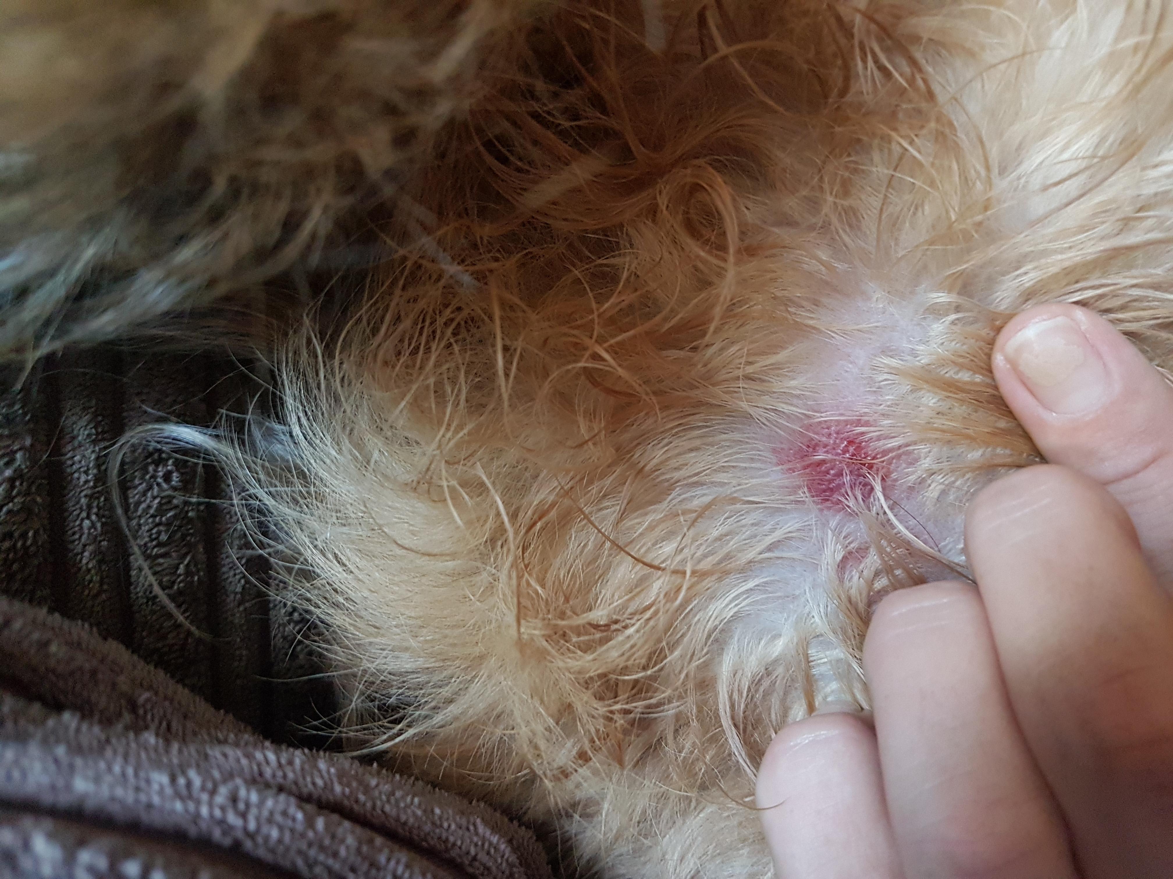 My Dog Has Itchy Bumps Like Flea Bites, But No Fleas. What Is It? | Petco