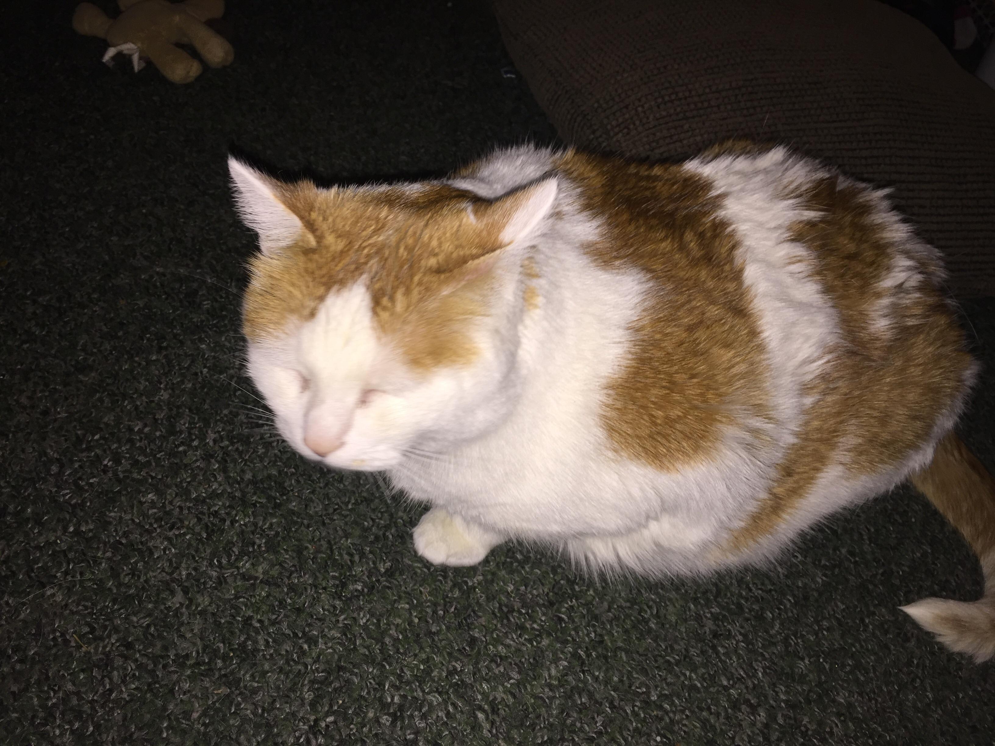 Why is my cat throwing up but nothing comes out? | Petco