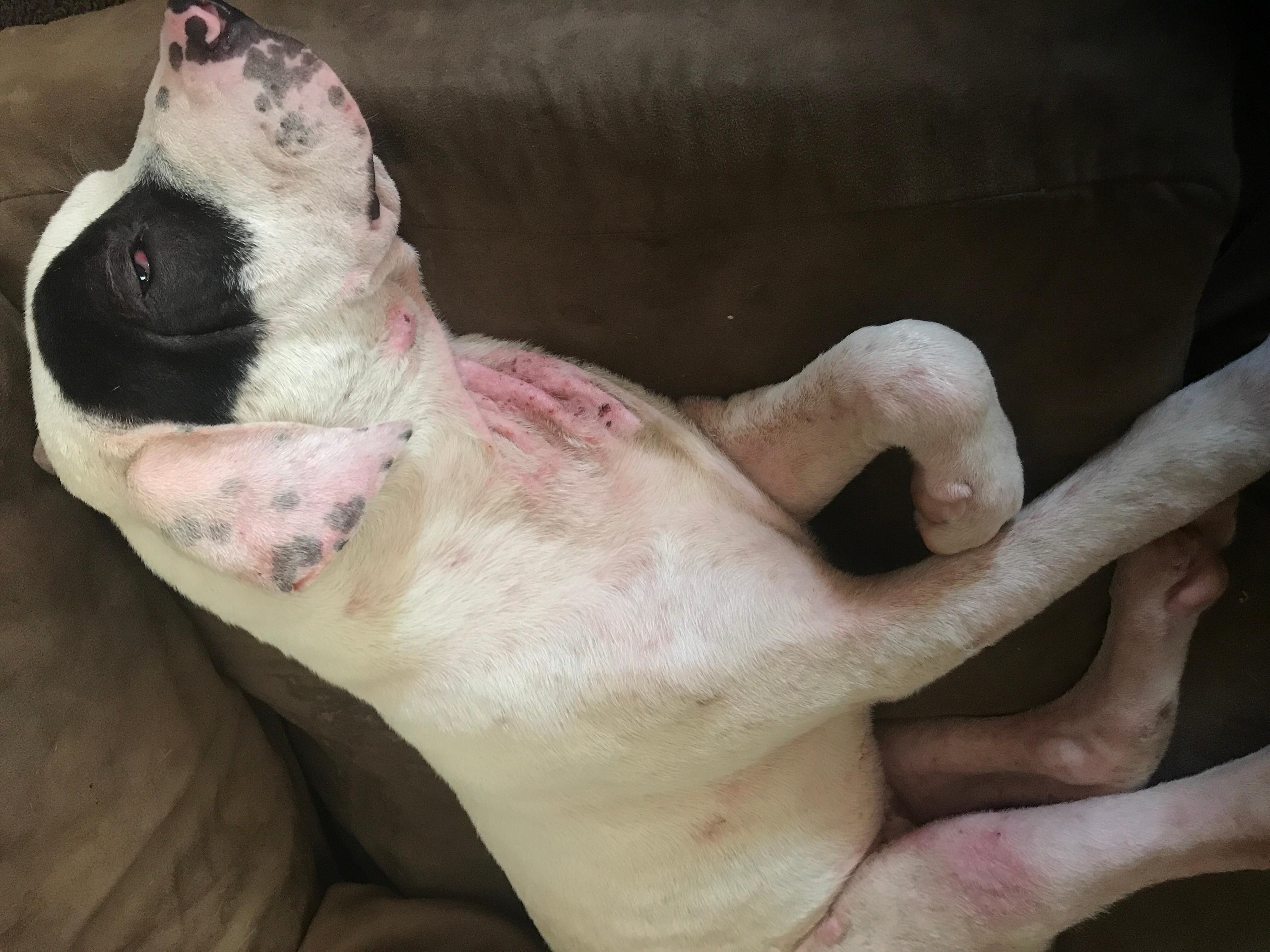 New Dog Has Breathing, Paw, Skin Issues: What's Wrong? | Petco