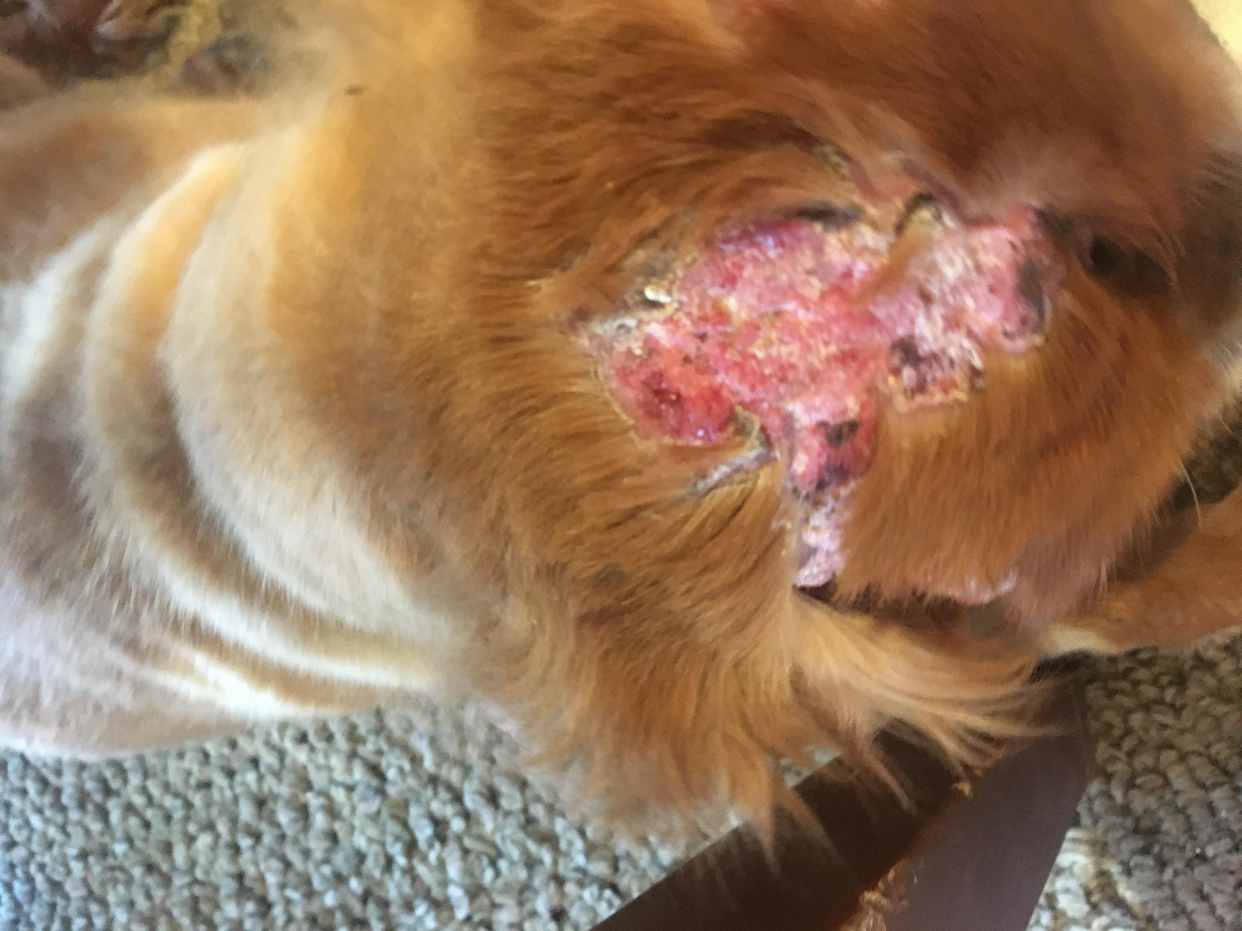 Cavalier with IMHA & Prednisone: Why Severe Skin Sores? | Petco