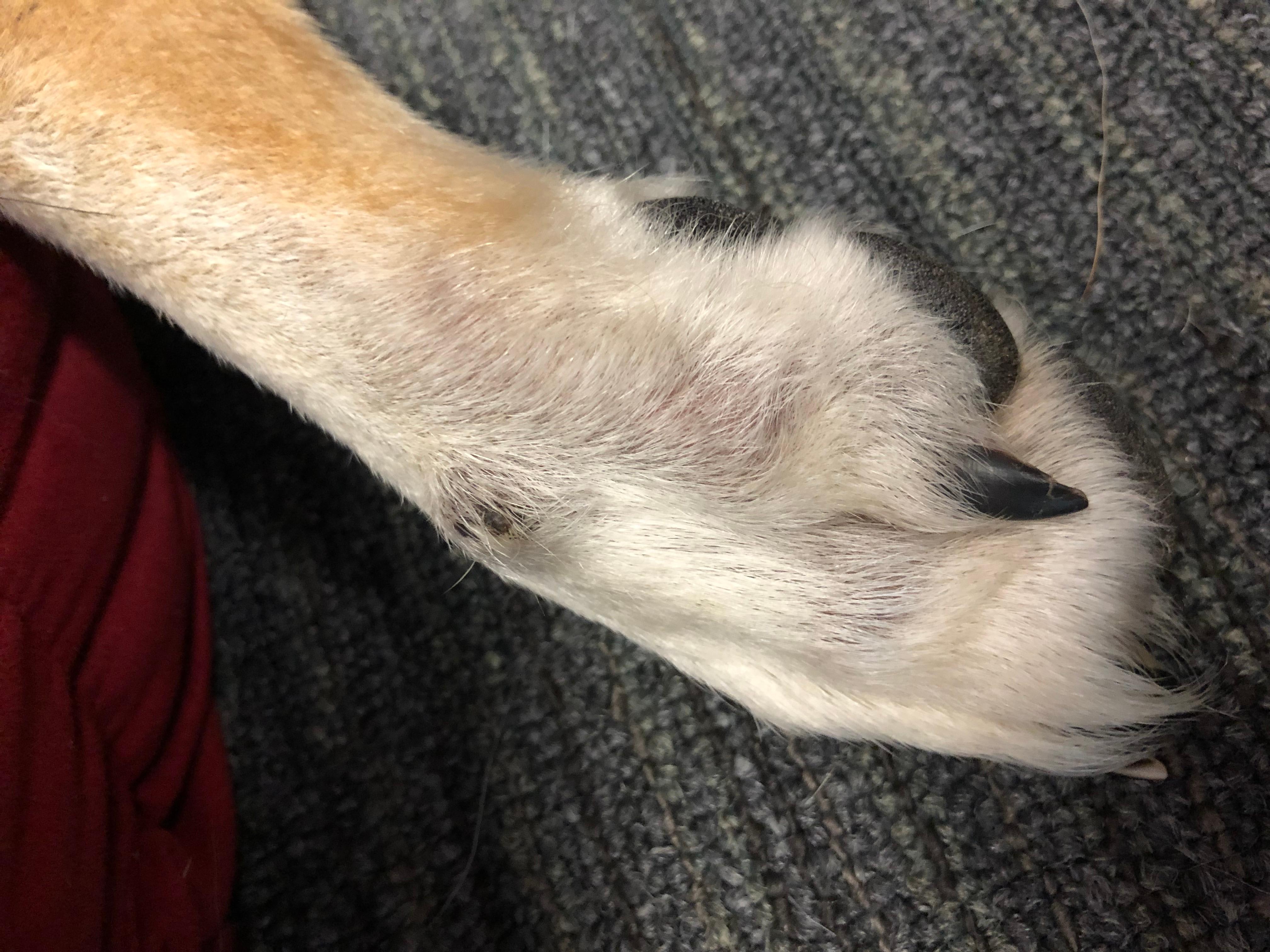 What is a Sensitive Growth on Your Dog's Paw? Should You Worry? | Petco