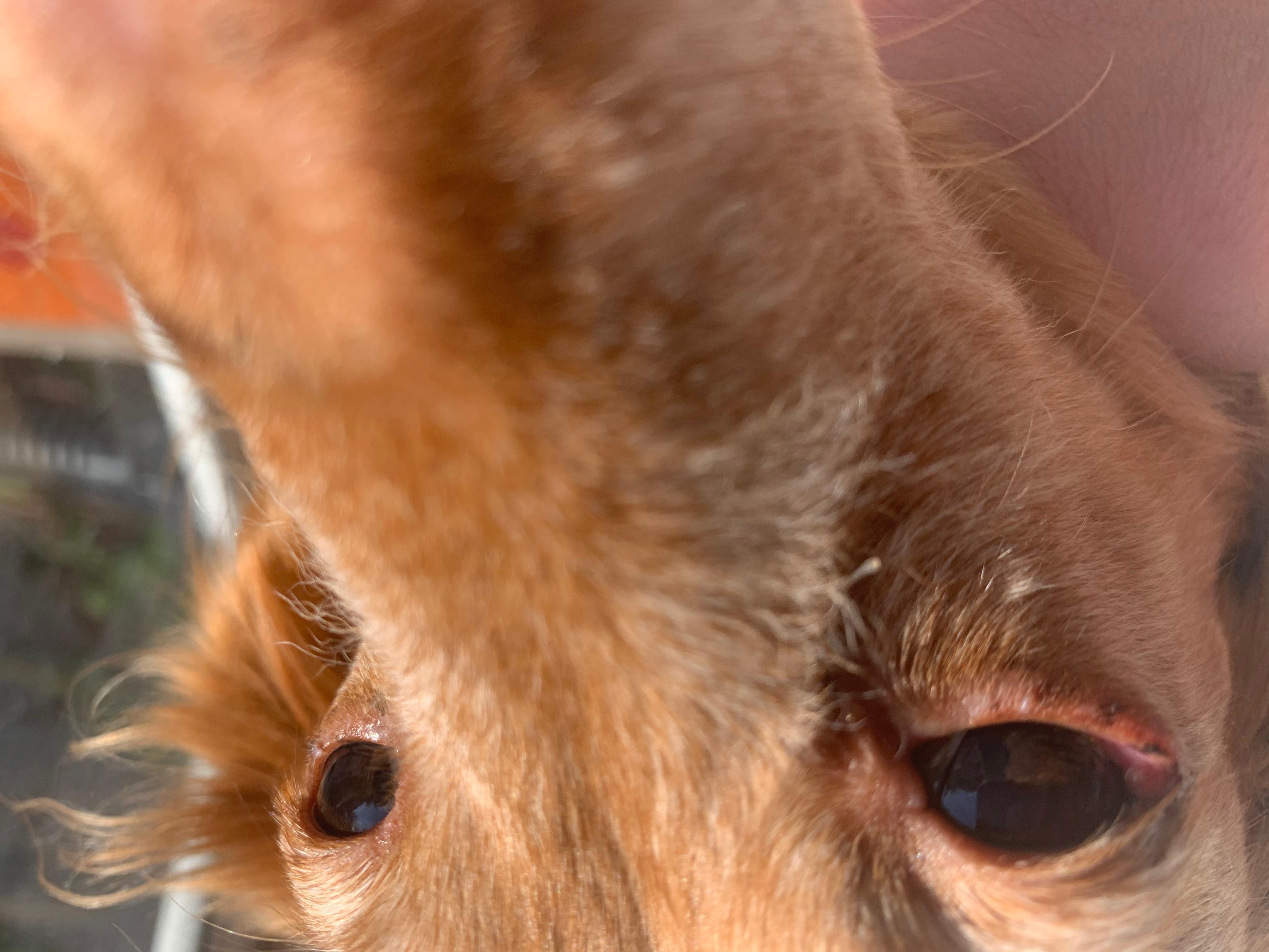 Dog Has a Stye in Eye But It's Not Bothering Her? What to Do? | Petco