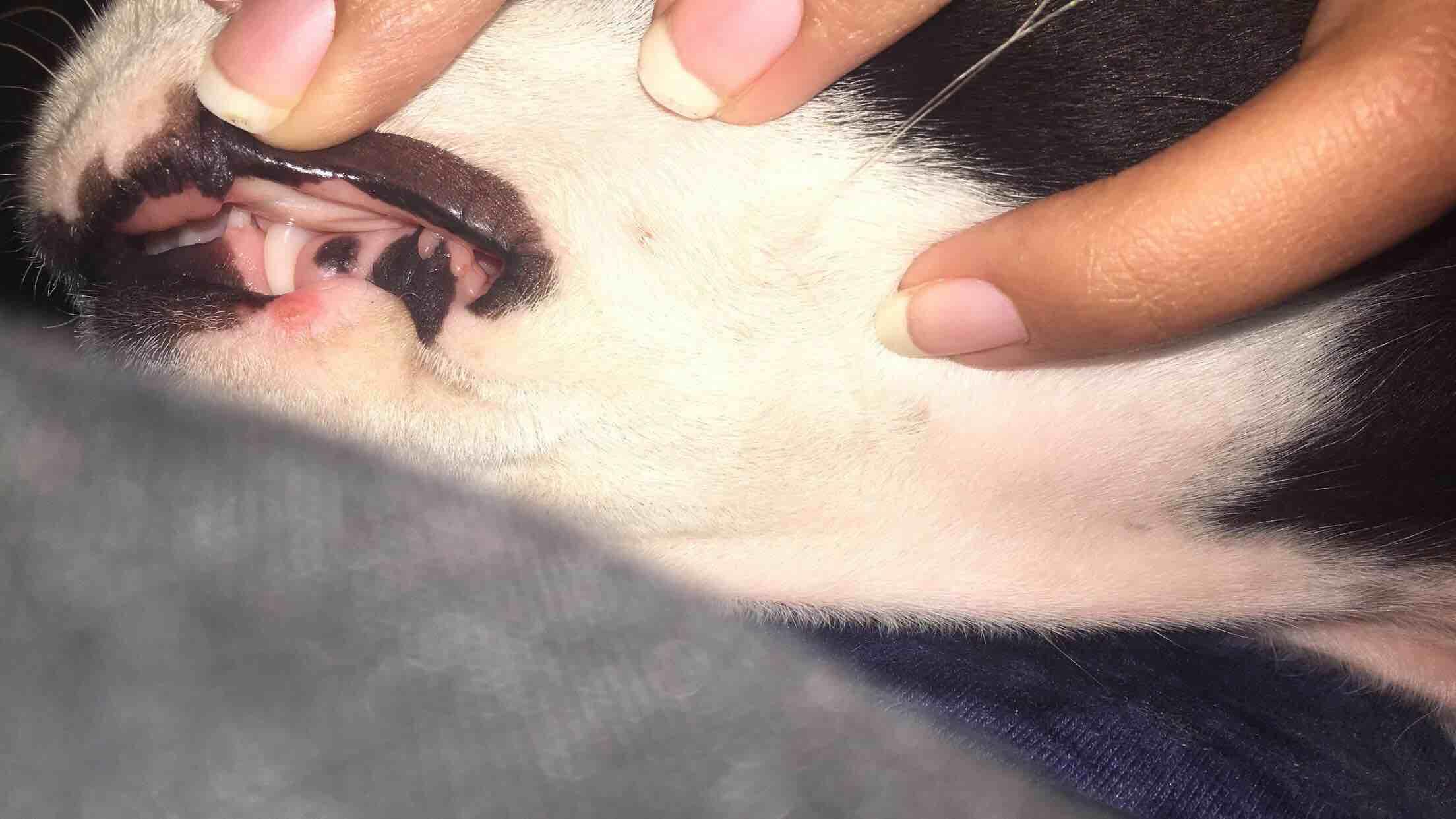 What's this red spot on my puppy's lip? Pimple or ingrown hair? | Petco