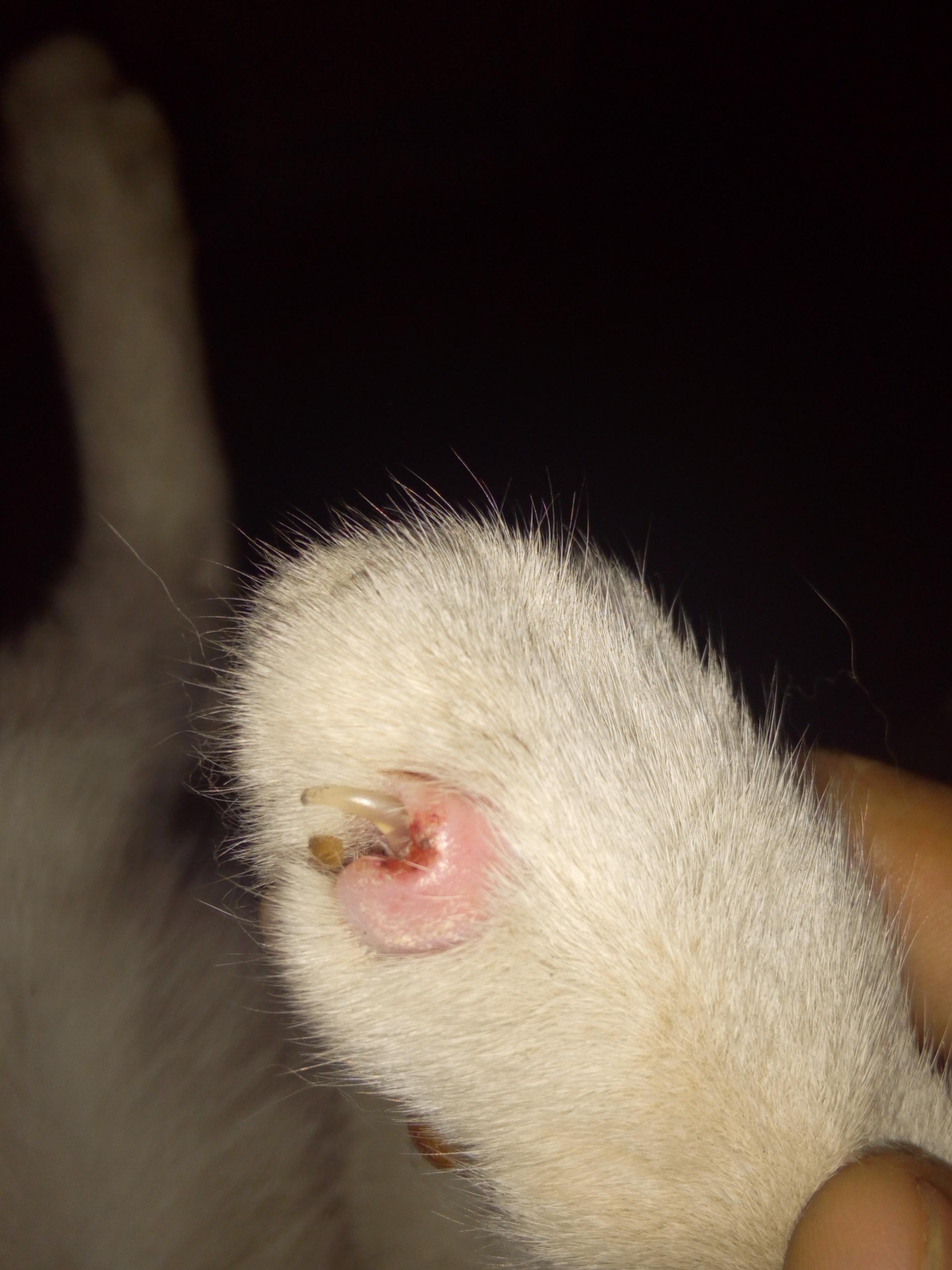 My Cat Has Skin Wounds? Find Safe Home Remedies for Paws & Body | Petco