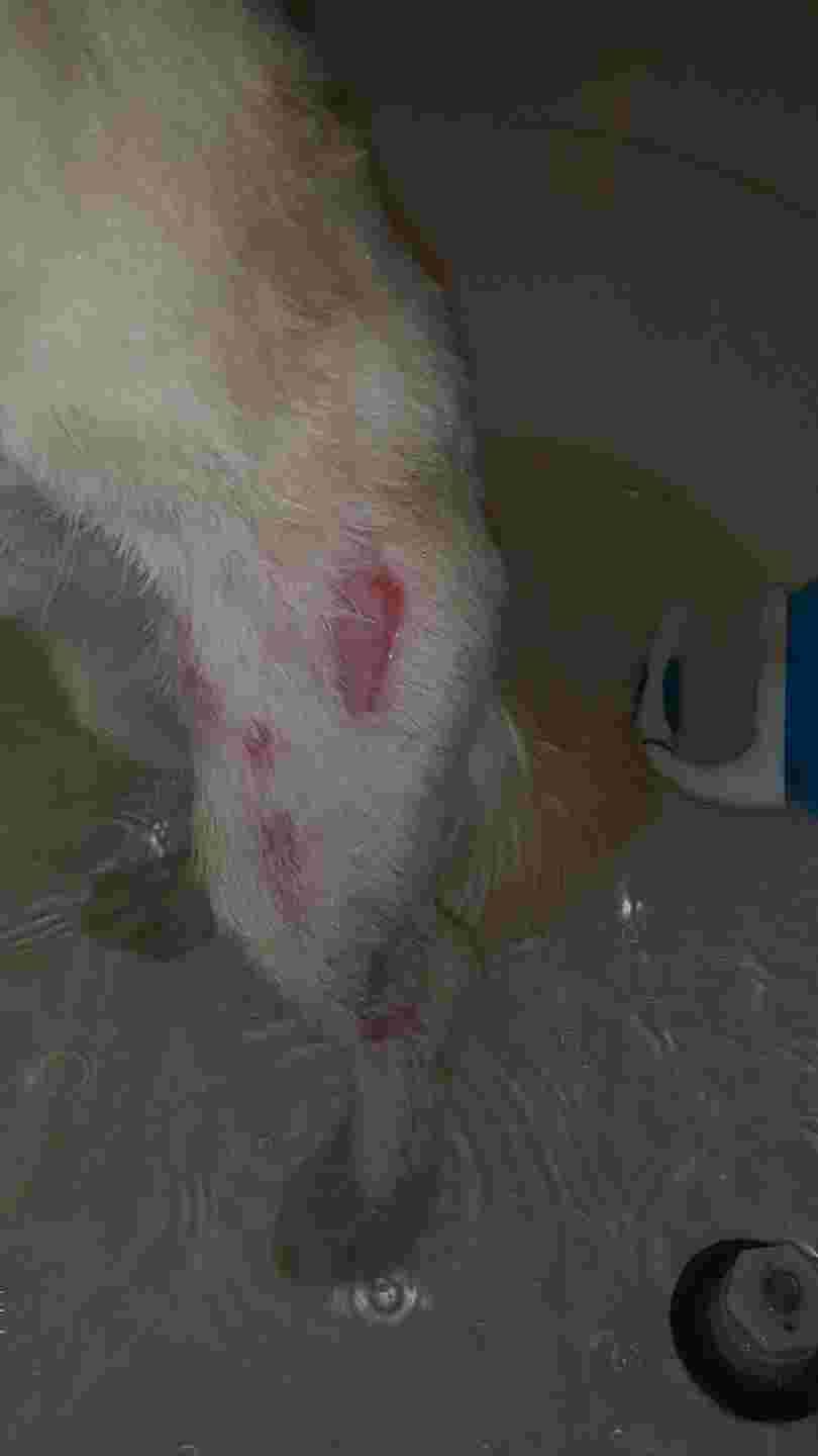 Did Hot Water Burn Your Dog's Leg? Emergency Vet Cost | Petco