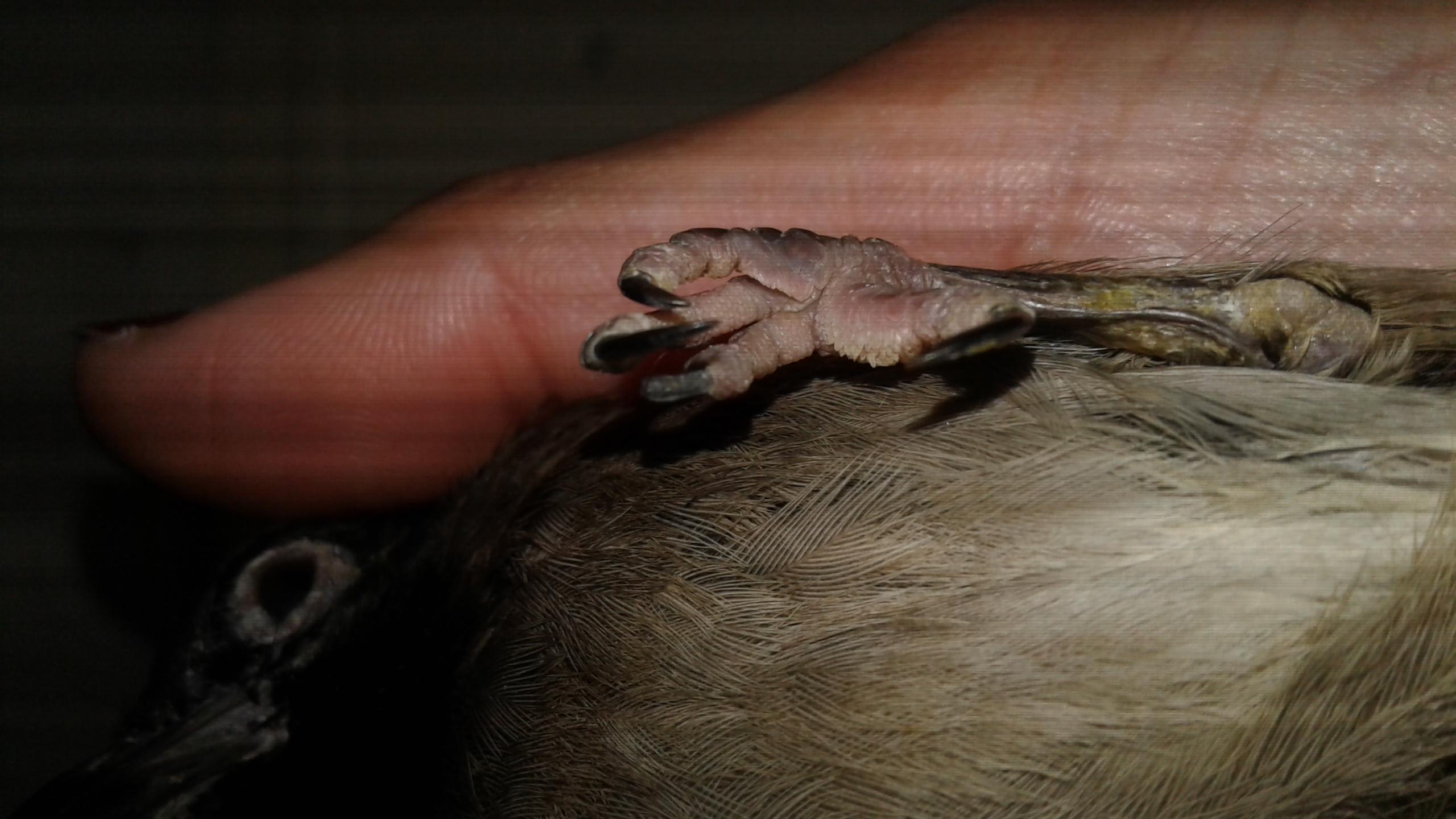 Why is my bird's leg swollen, painful, and causing falls? | Petco