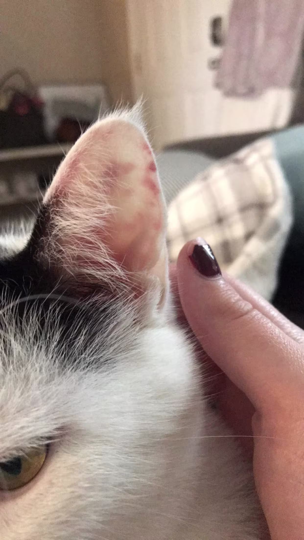 Cat's Ears Look Bruised But Not Painful? Find Out Why | Petco