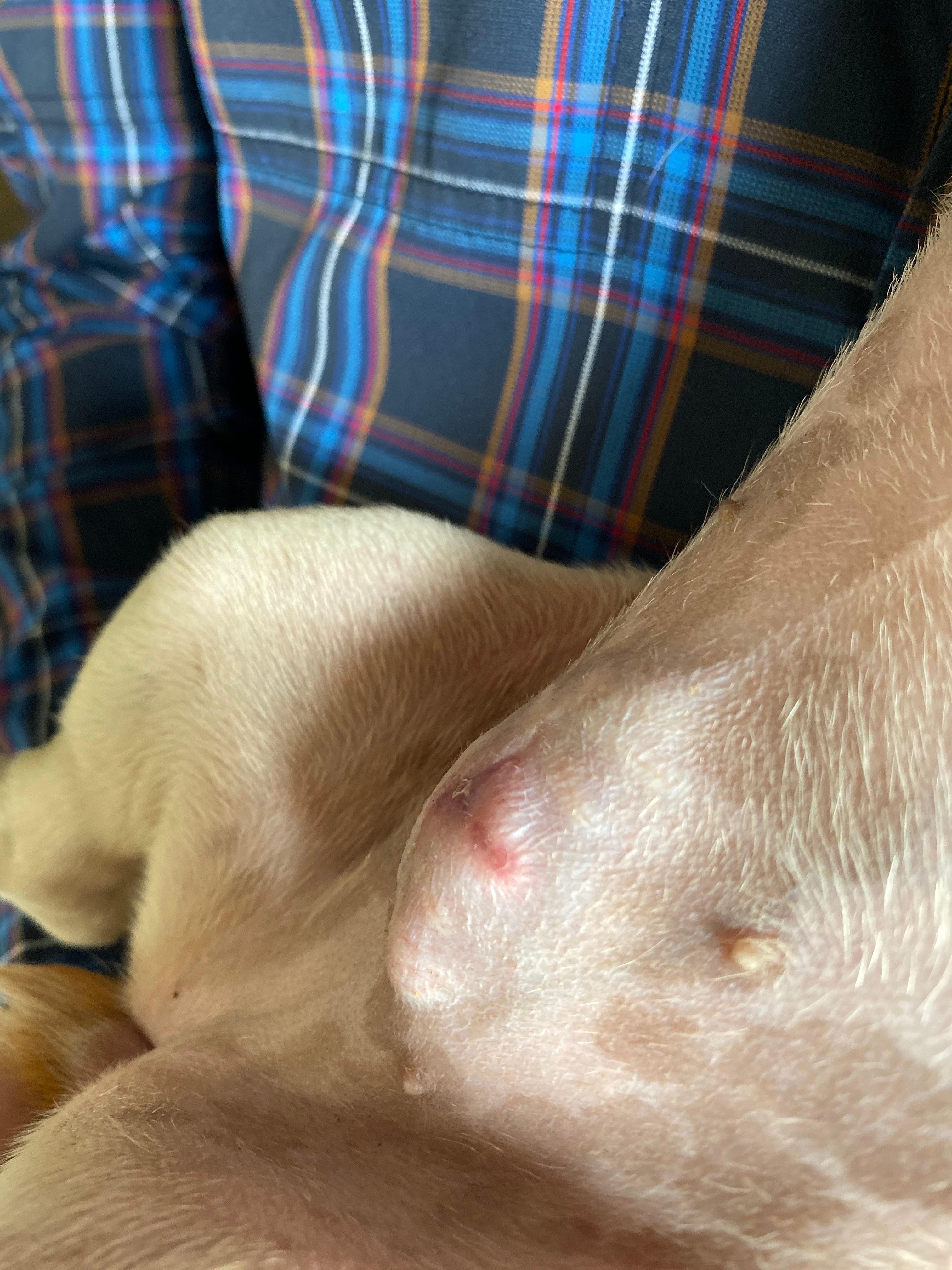 Is a lump, redness, or bruising normal after dog spay incision? | Petco