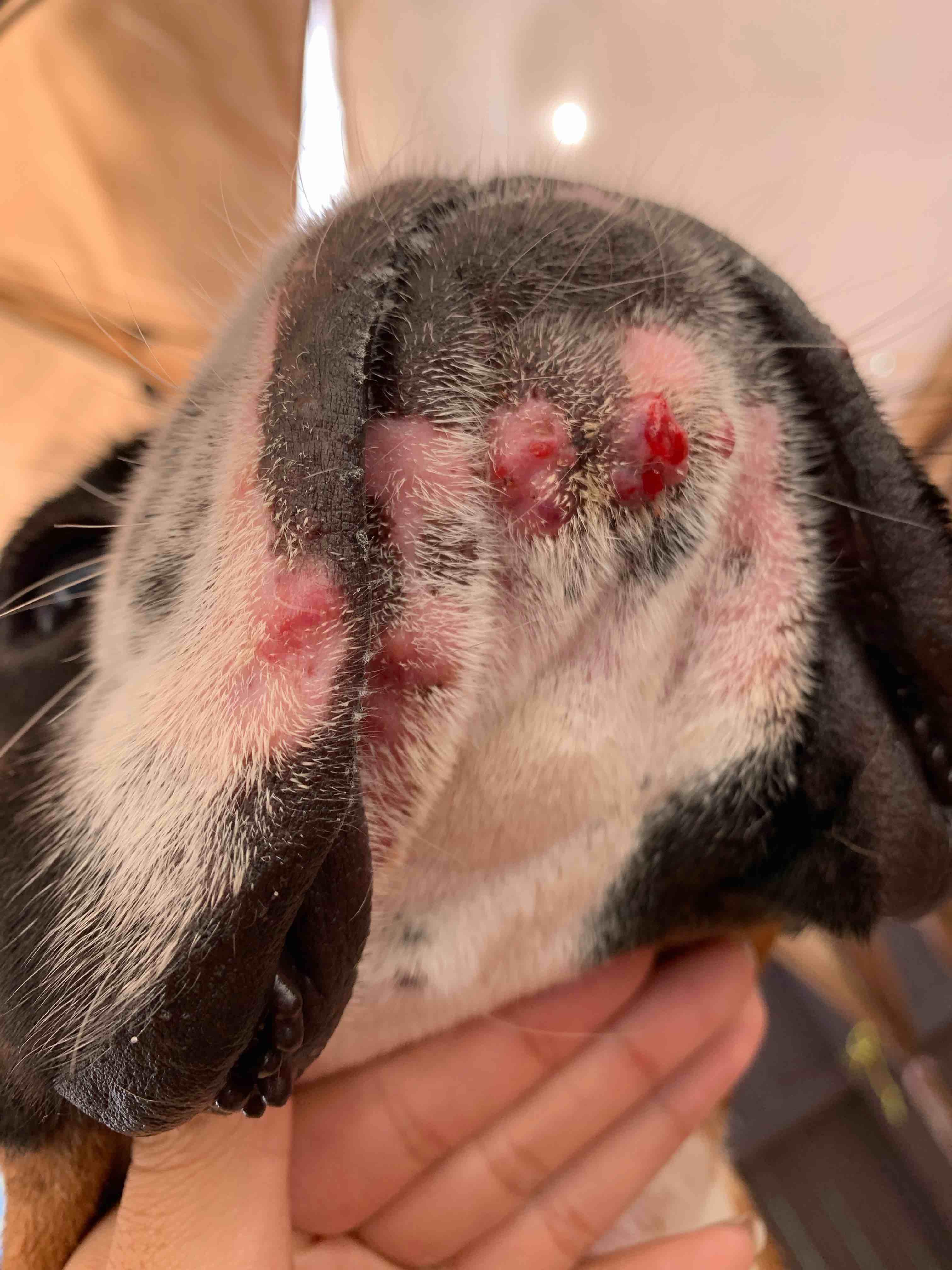 My dog has sores, blisters, and hair loss. Could it be pyoderma? | Petco