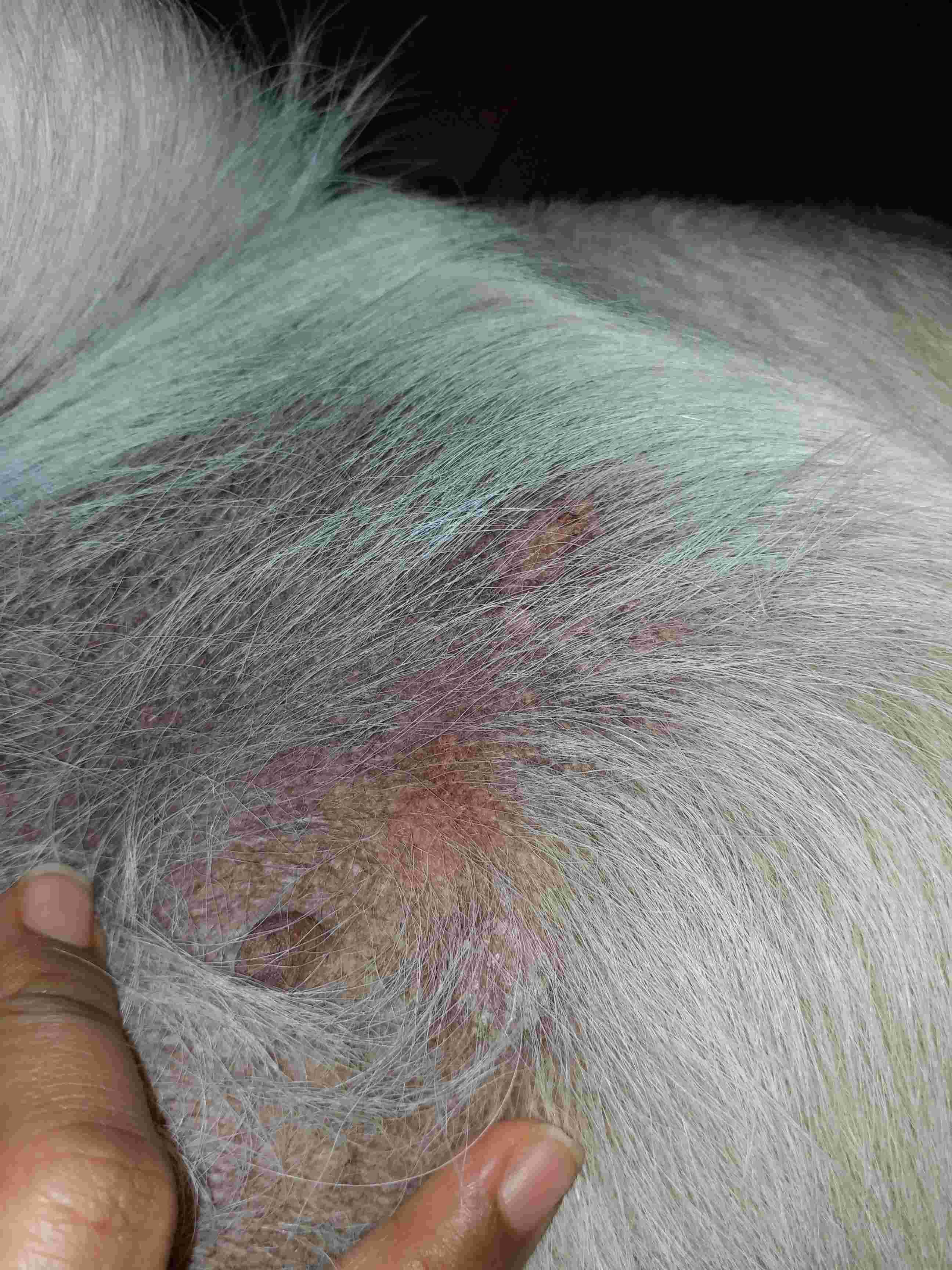 What Causes Pink Blisters on Your Dog's Sensitive Skin? | Petco