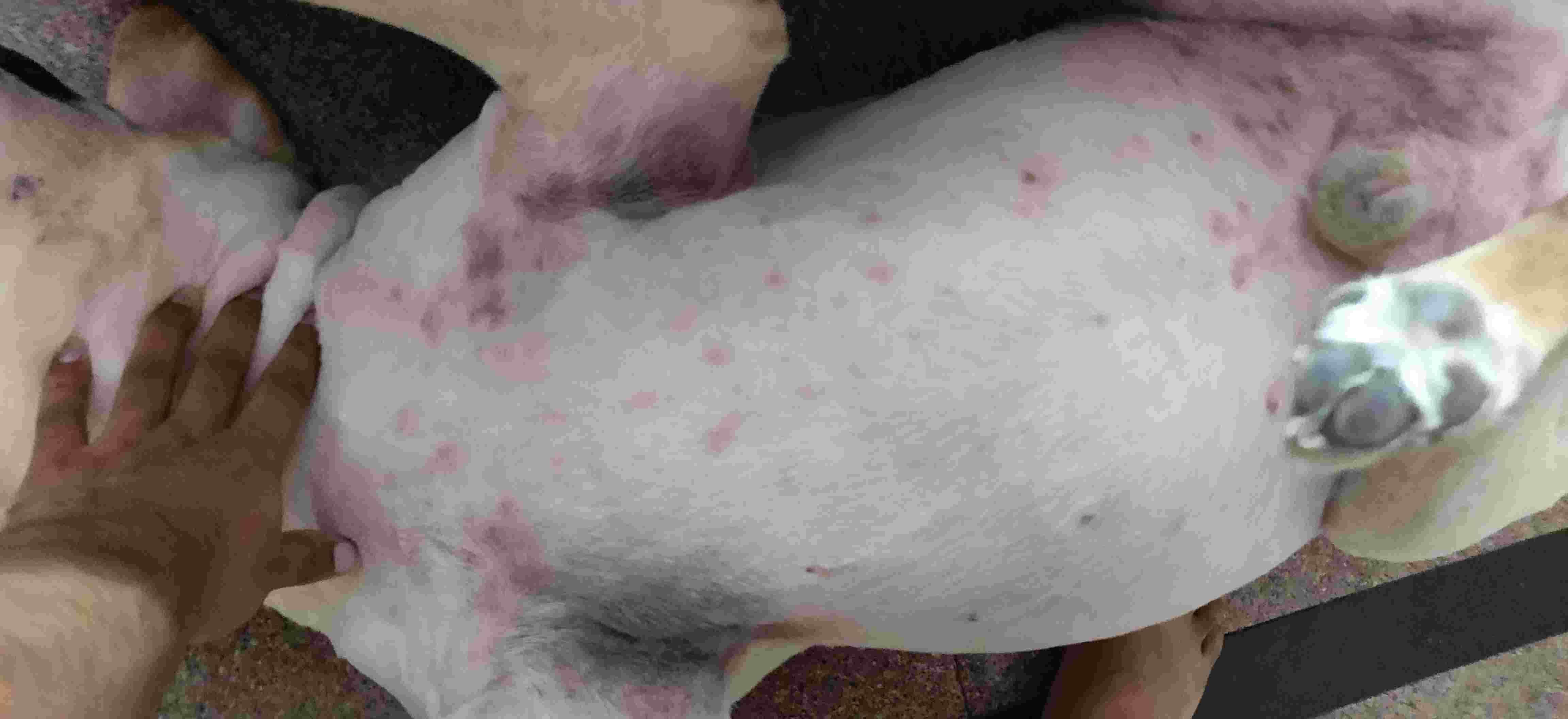 Why does my Labrador have pink rashes on his belly and neck? | Petco
