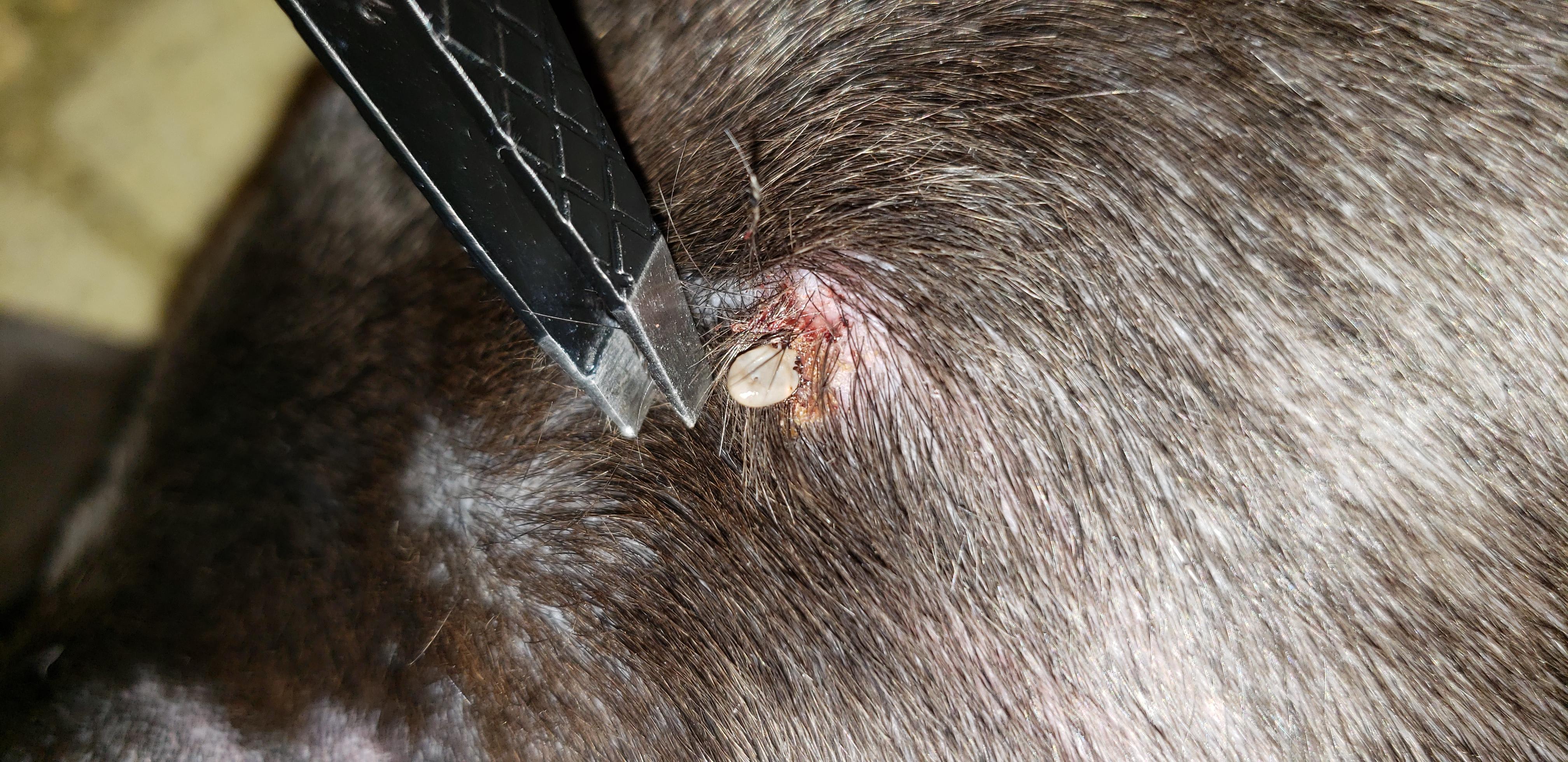 My dog has a red, crusty, embedded spot on its neck. What is it? | Petco