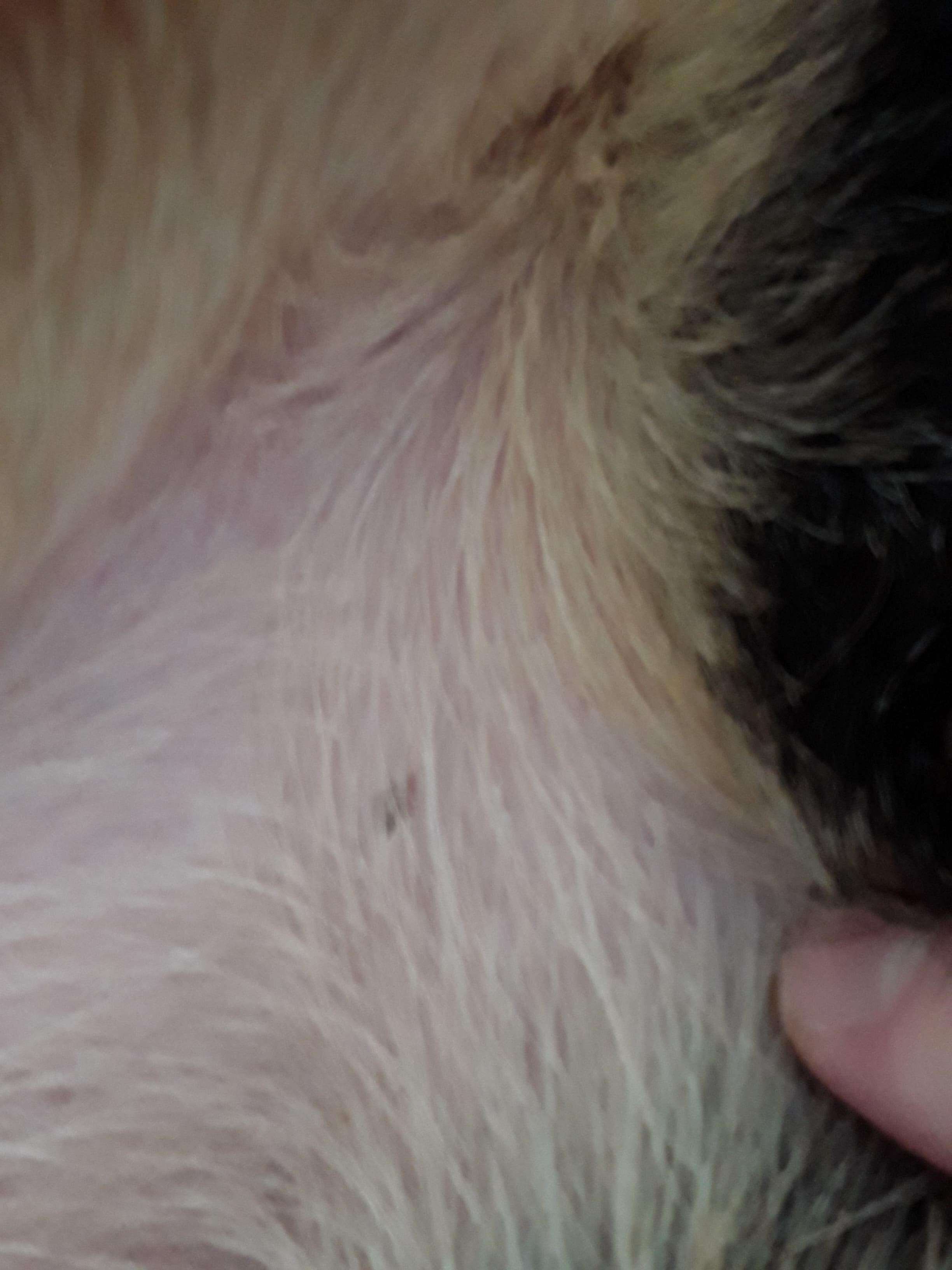 My dog has a stomach lump & scratch. Should I take him to the vet? | Petco
