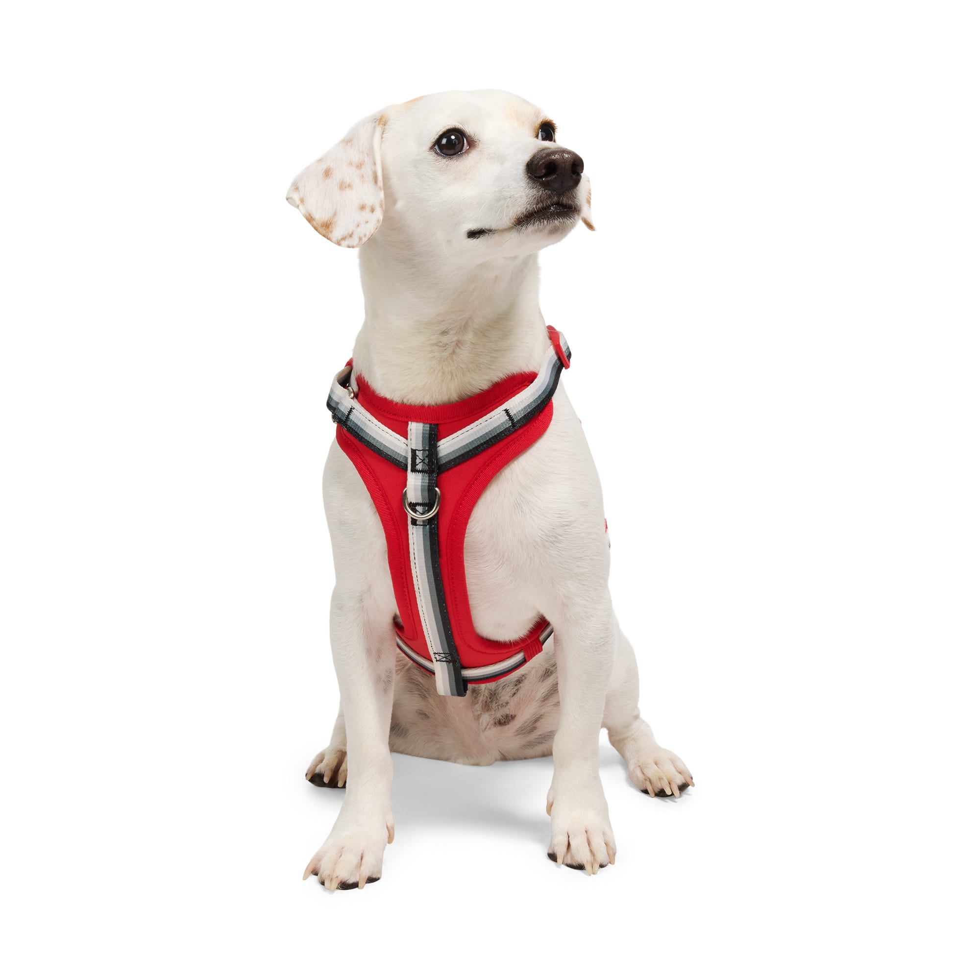 YOULY Comfort Neoprene Dog Harness, Red, X-Small | Petco