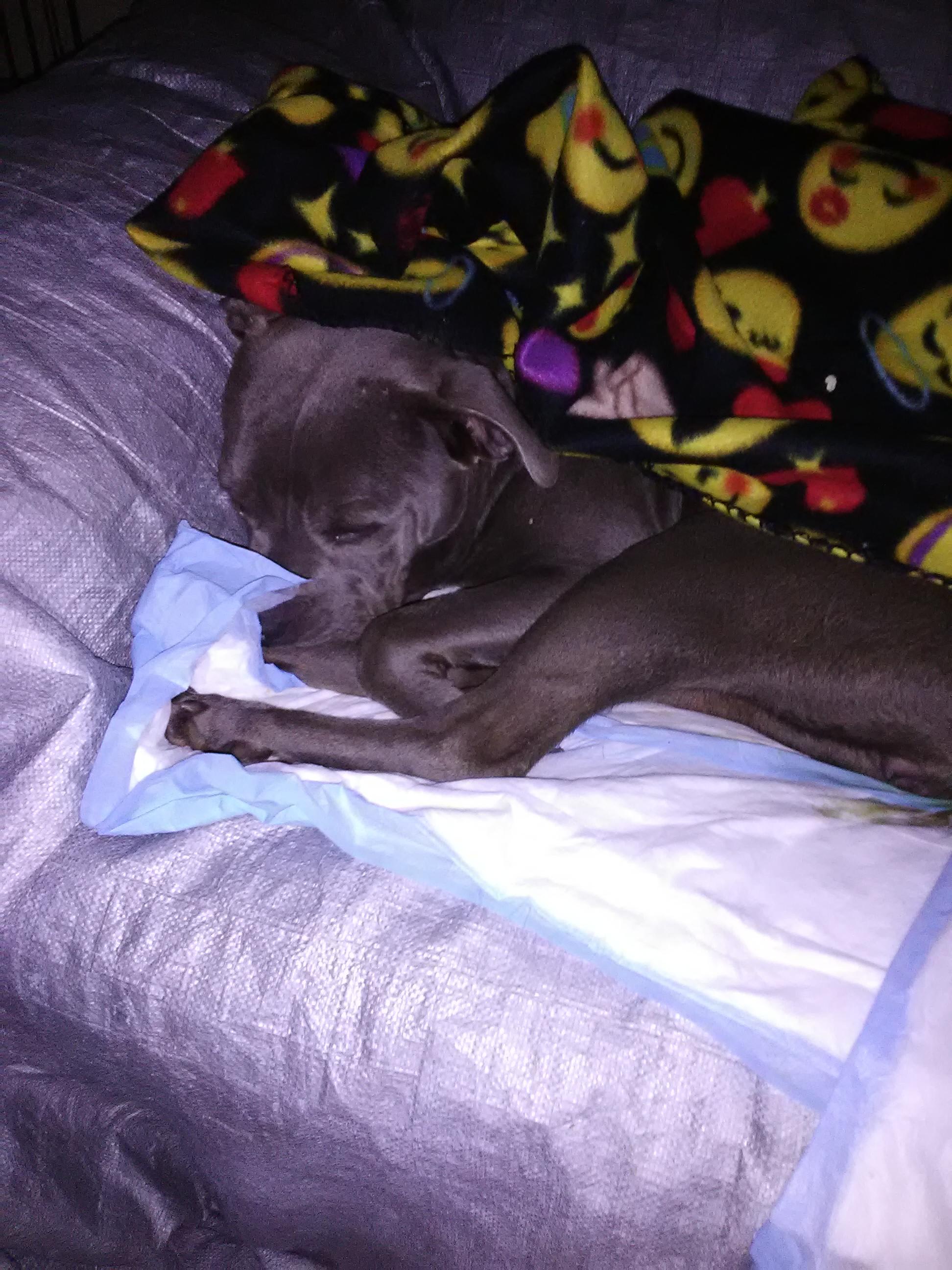 Parvo Dog Diarrhea Leaking While Sleeping? Is It Normal? | Petco