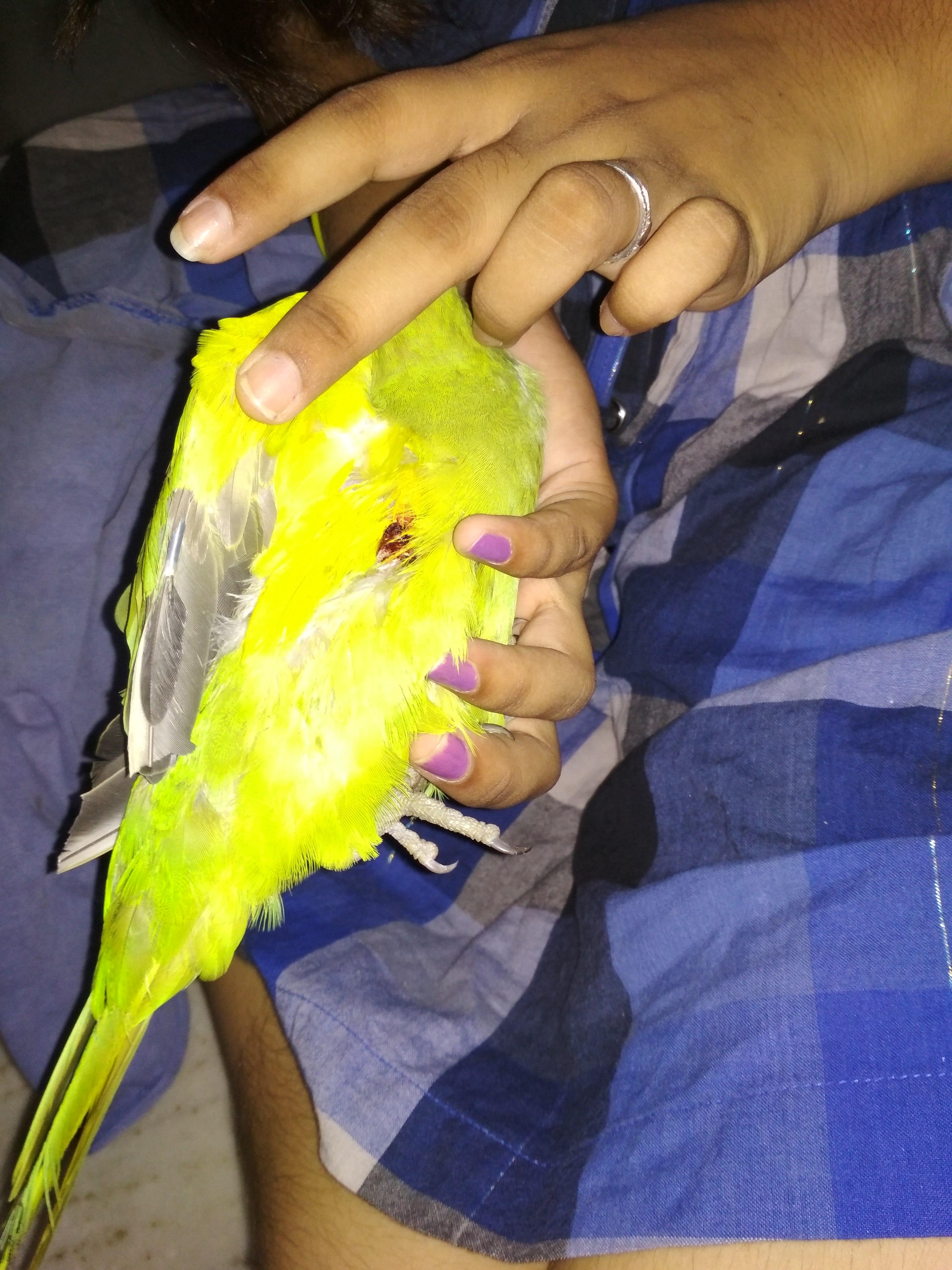 Kitten bit my parrot, no vet? Urgent care tips for birds | Petco