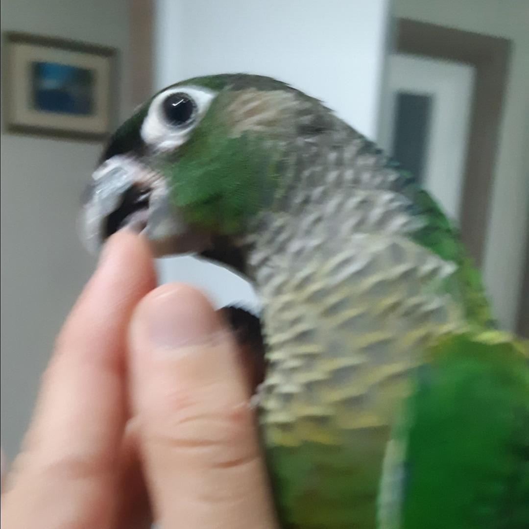 My New Green Cheek Conure Bites. How to Stop Aggression | Petco