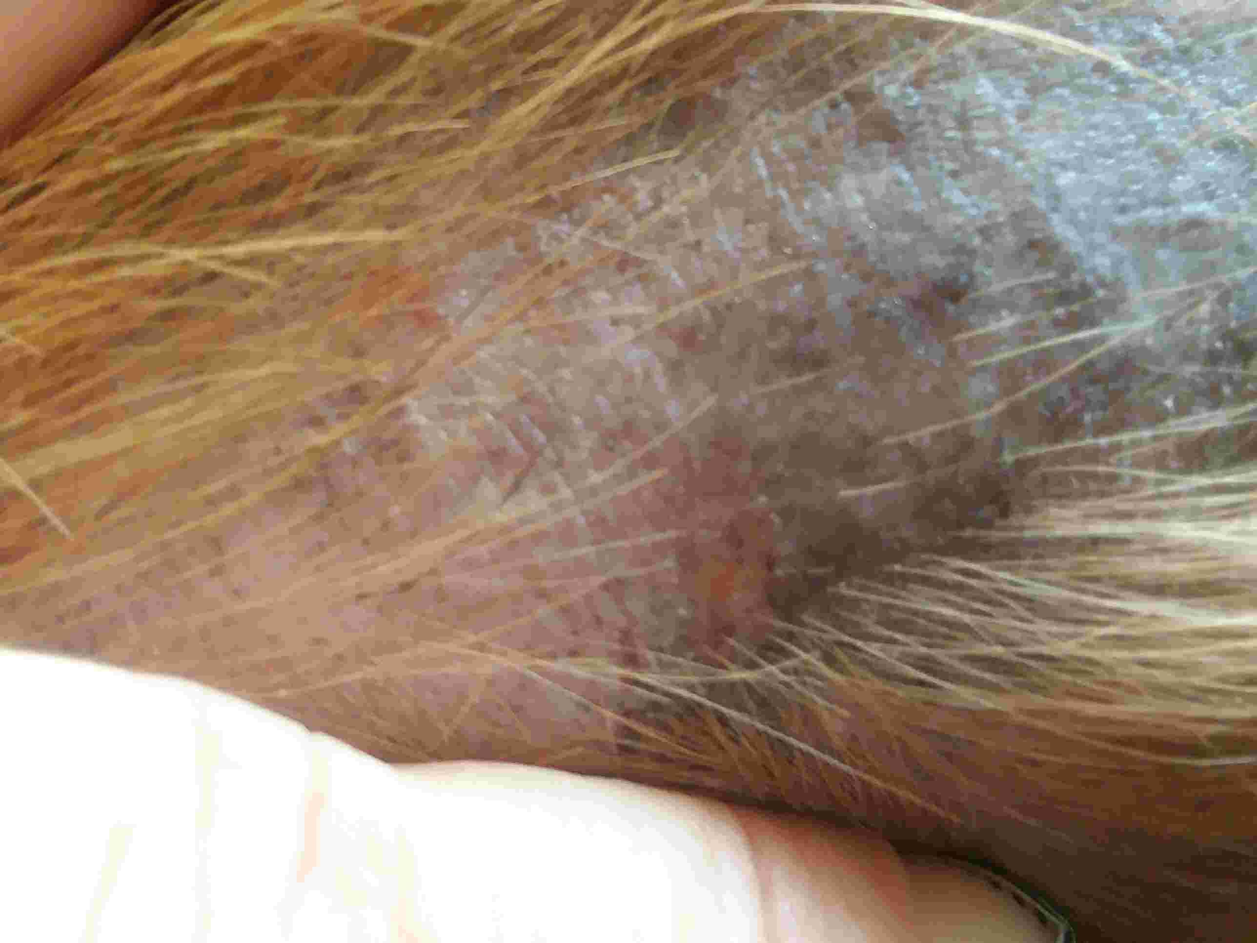 My dog keeps scratching her back raw and bleeding. What to do? | Petco