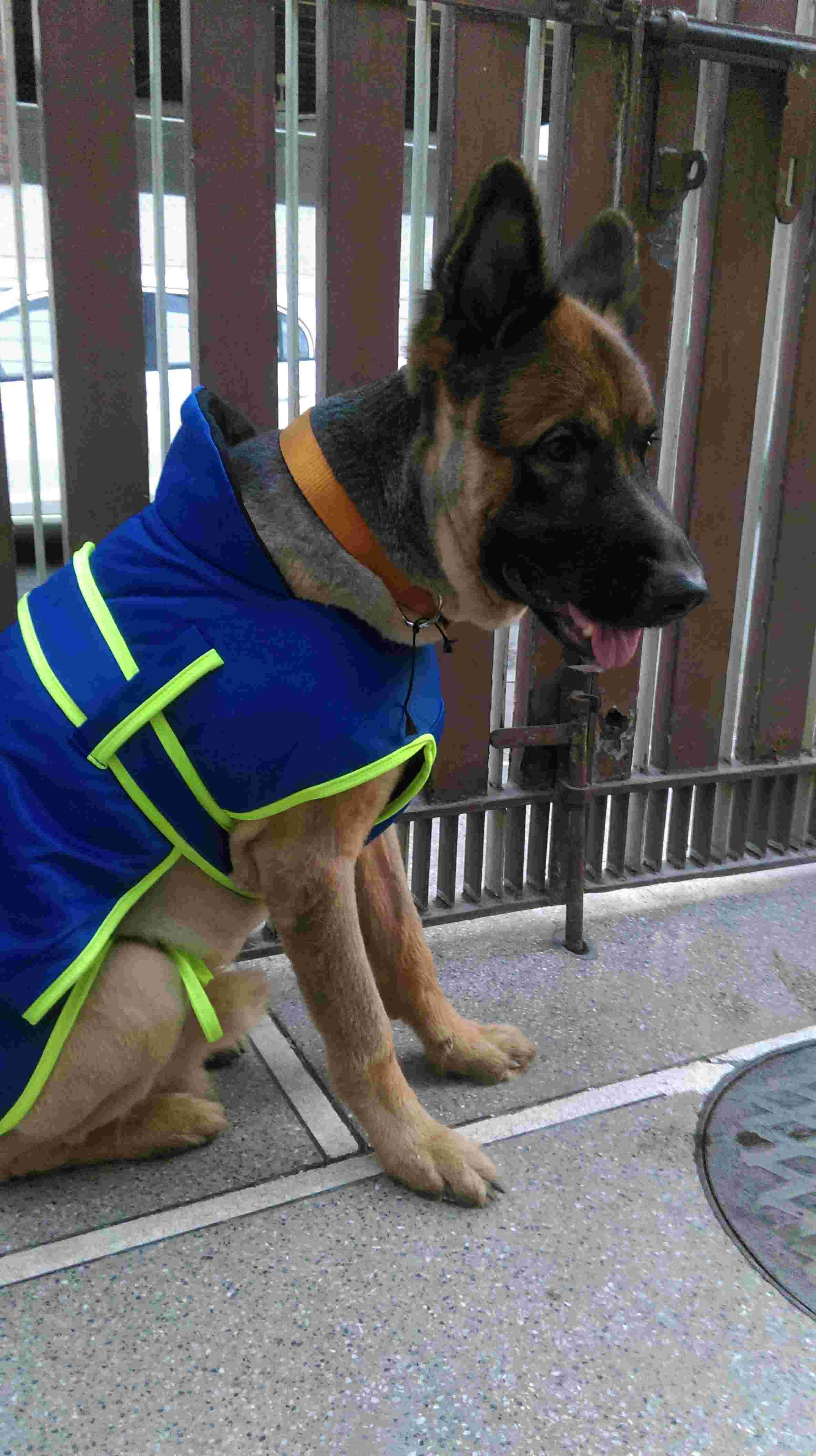 Why is my male dog's scrotum red, itchy, painful, or cut? | Petco