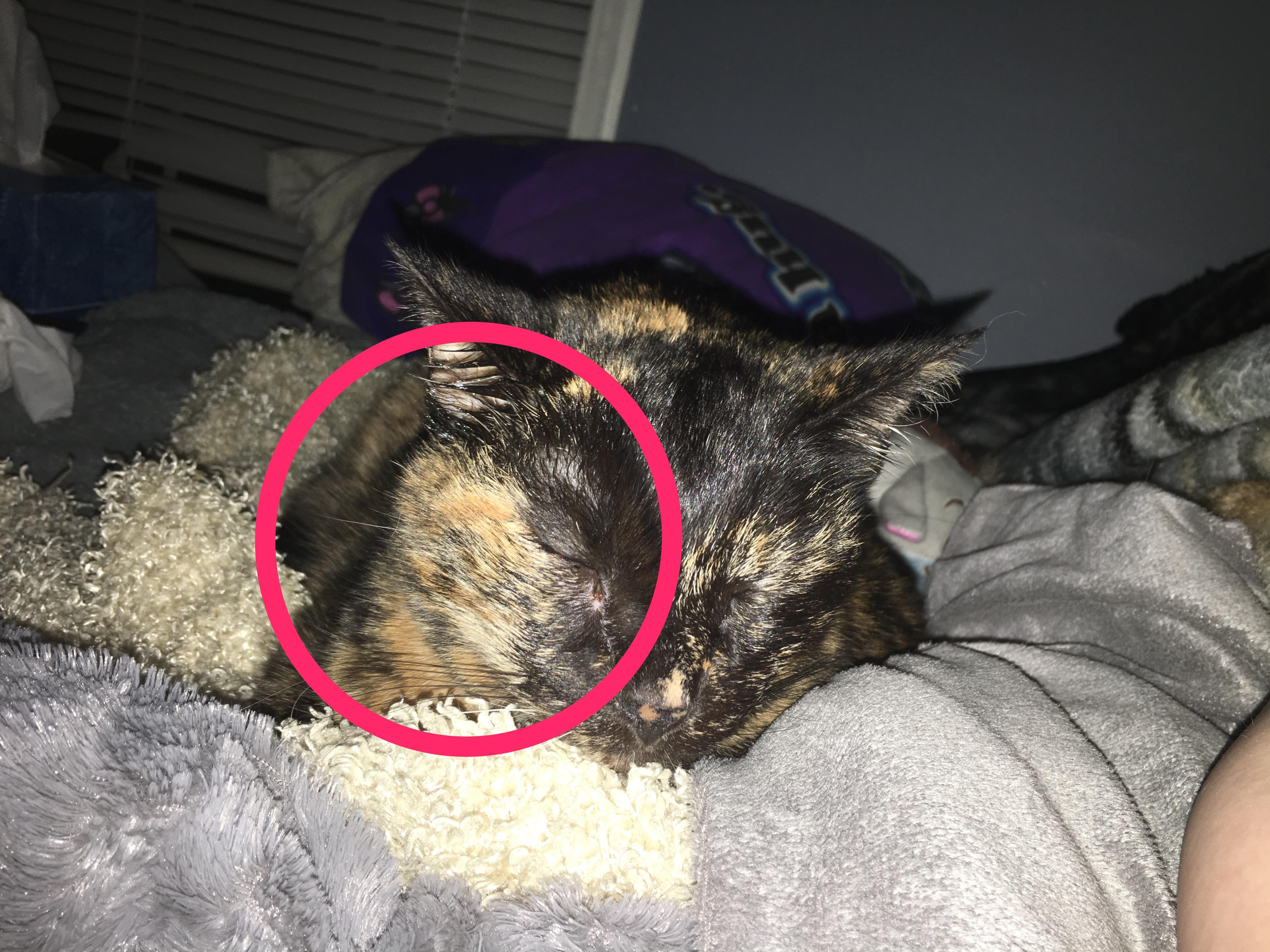 Cat's Face Swollen After Ear Medicine? Find At-Home Solutions | Petco