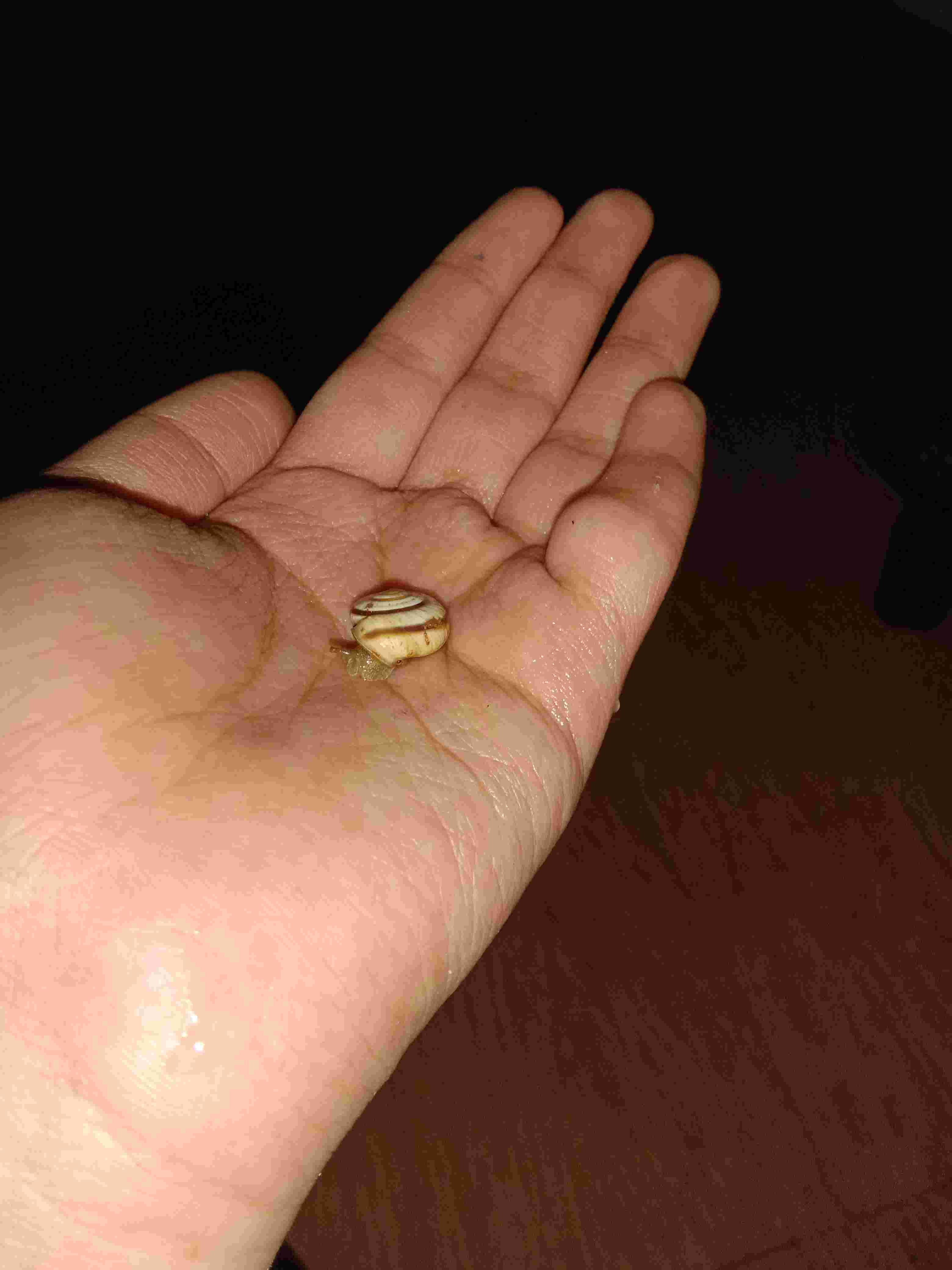 Why Isn't Your Land Snail Pooping or Eating? Get Help | Petco