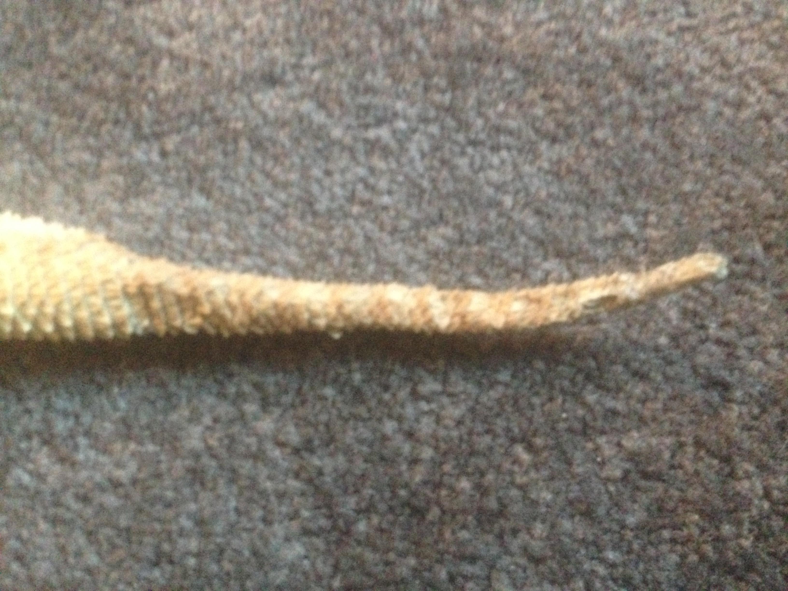 My bearded dragon's tail rot is spreading. What should I do? | Petco