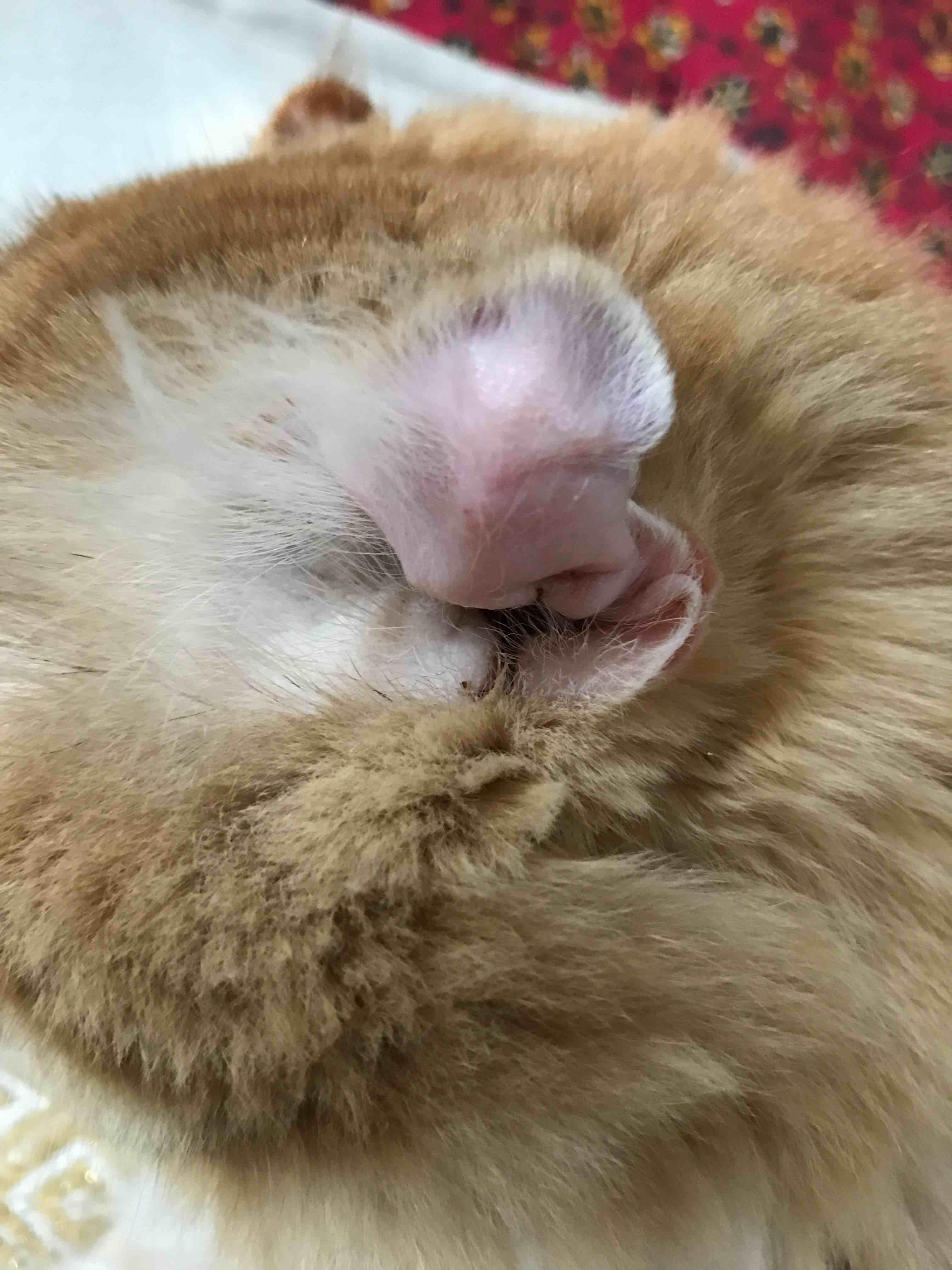 Cat's folded, damaged ears are itchy. Is this a health concern? | Petco