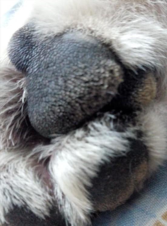 Is Your Lab Chewing Paws? Allergies & Other Health Issues | Petco