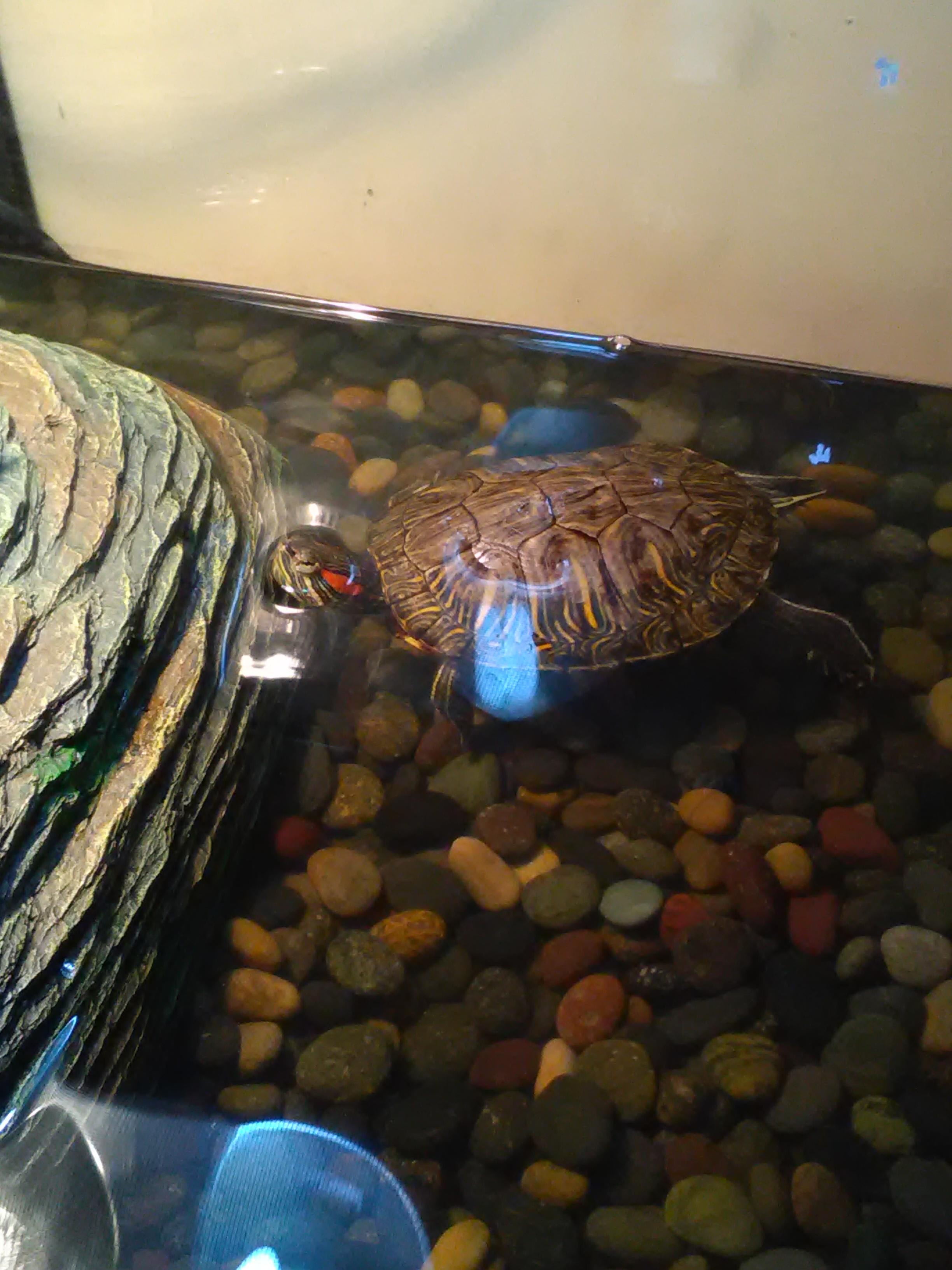 My Turtle Has Respiratory Infection: Symptoms & Treatment Guide | Petco