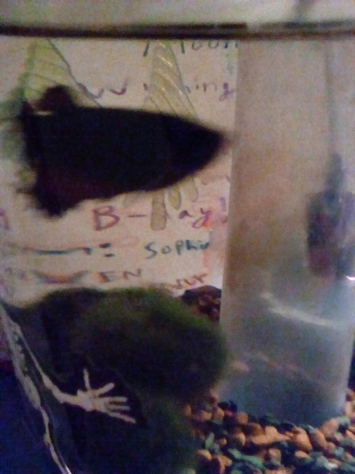 My Betta Fish Has a Ragged Tail. Is it Fin Rot? What to Do? | Petco