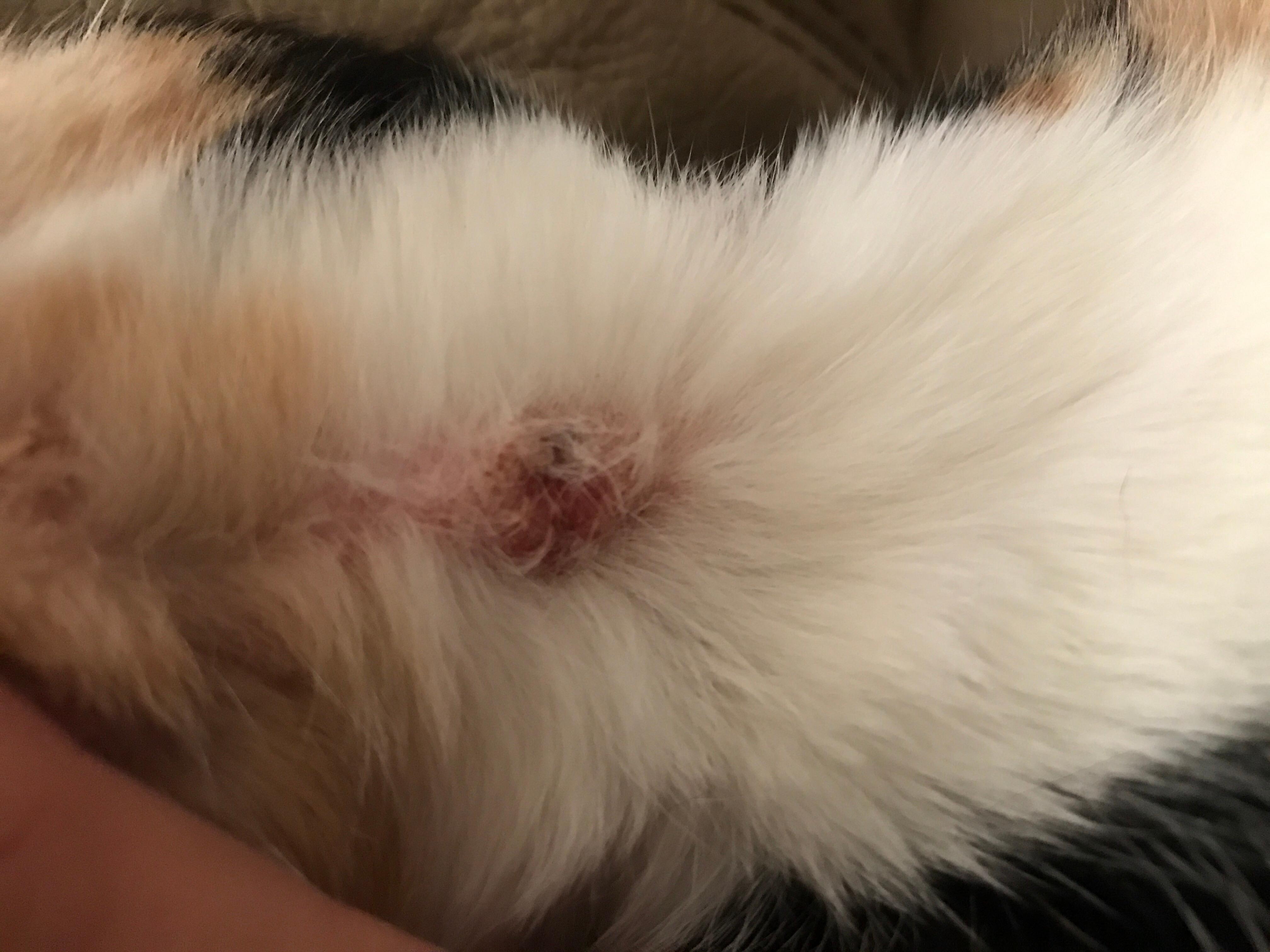 My cat has a bloody, scabby wound on her neck. Is it infected? | Petco