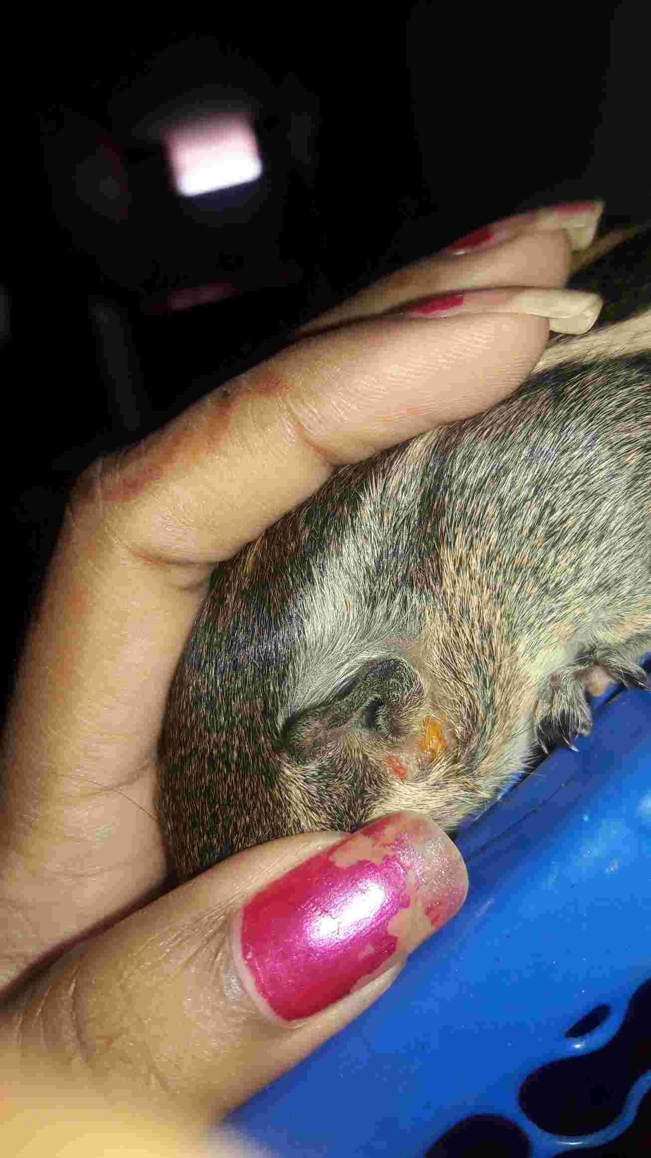 My Chipmunk Has an Ear Wound from Scratching: How to Treat It | Petco