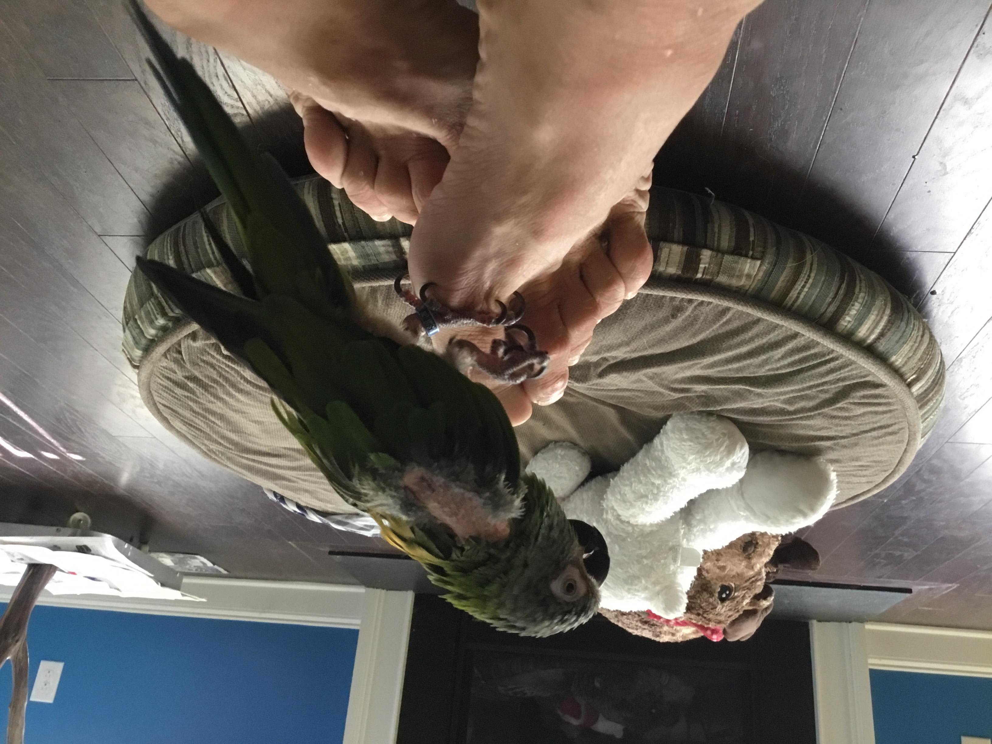 Why is my conure limping after an accident, but improving? | Petco