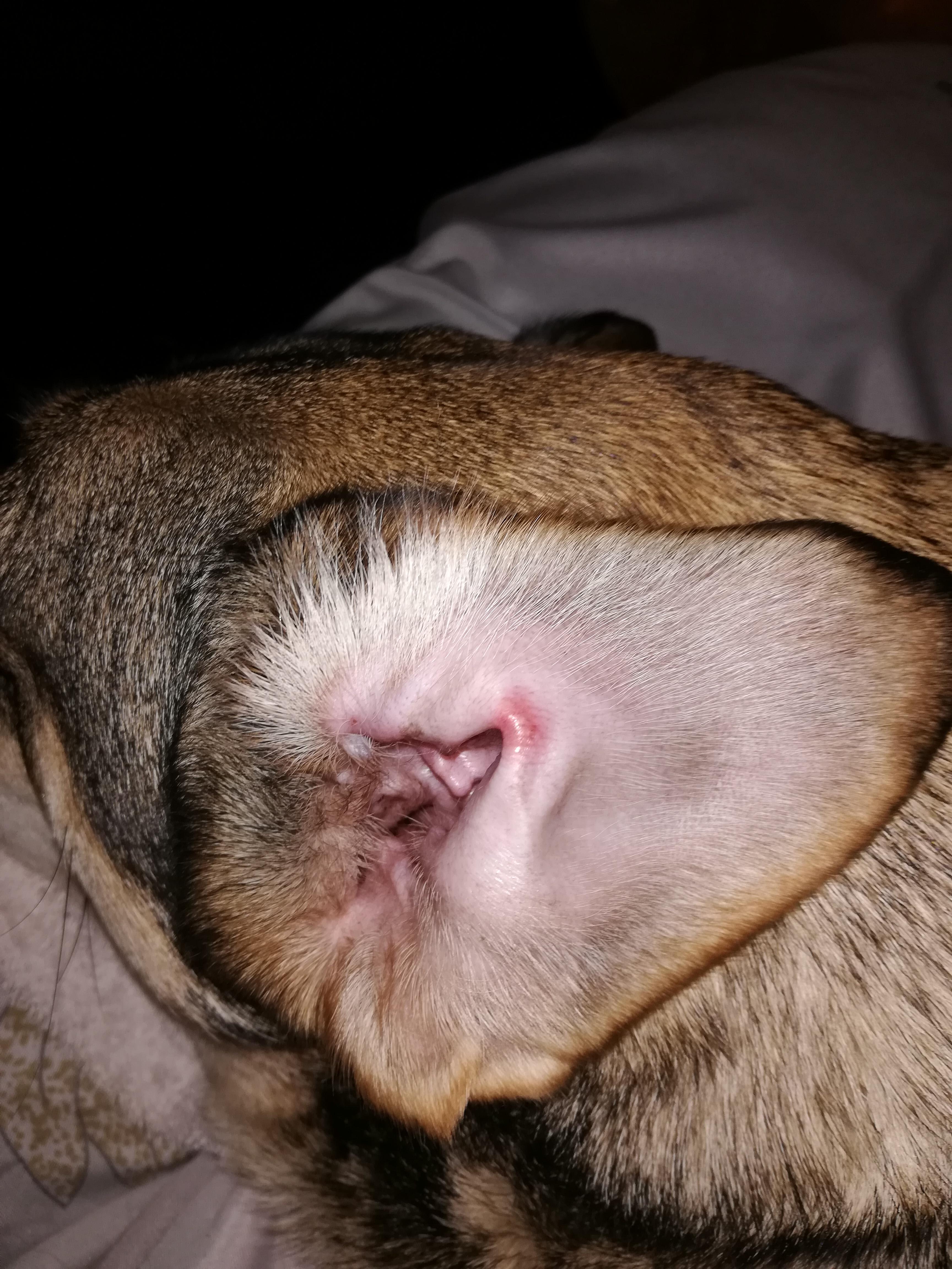 My dog has red spots in ear, scratching. How to help until vet? | Petco