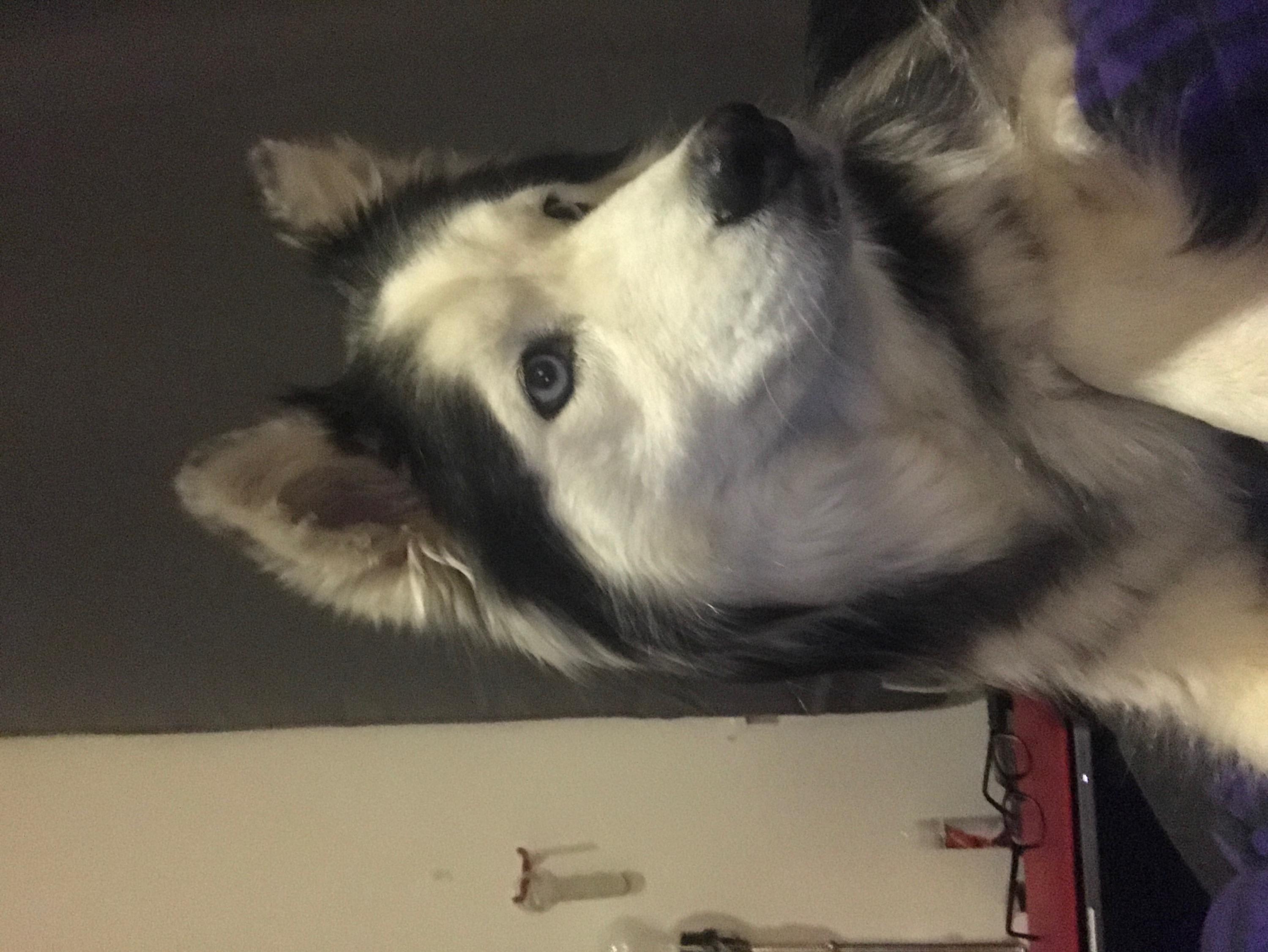 My Husky Has Loud Belly Noises, Breathing Attacks, & Seizures. Why? | Petco