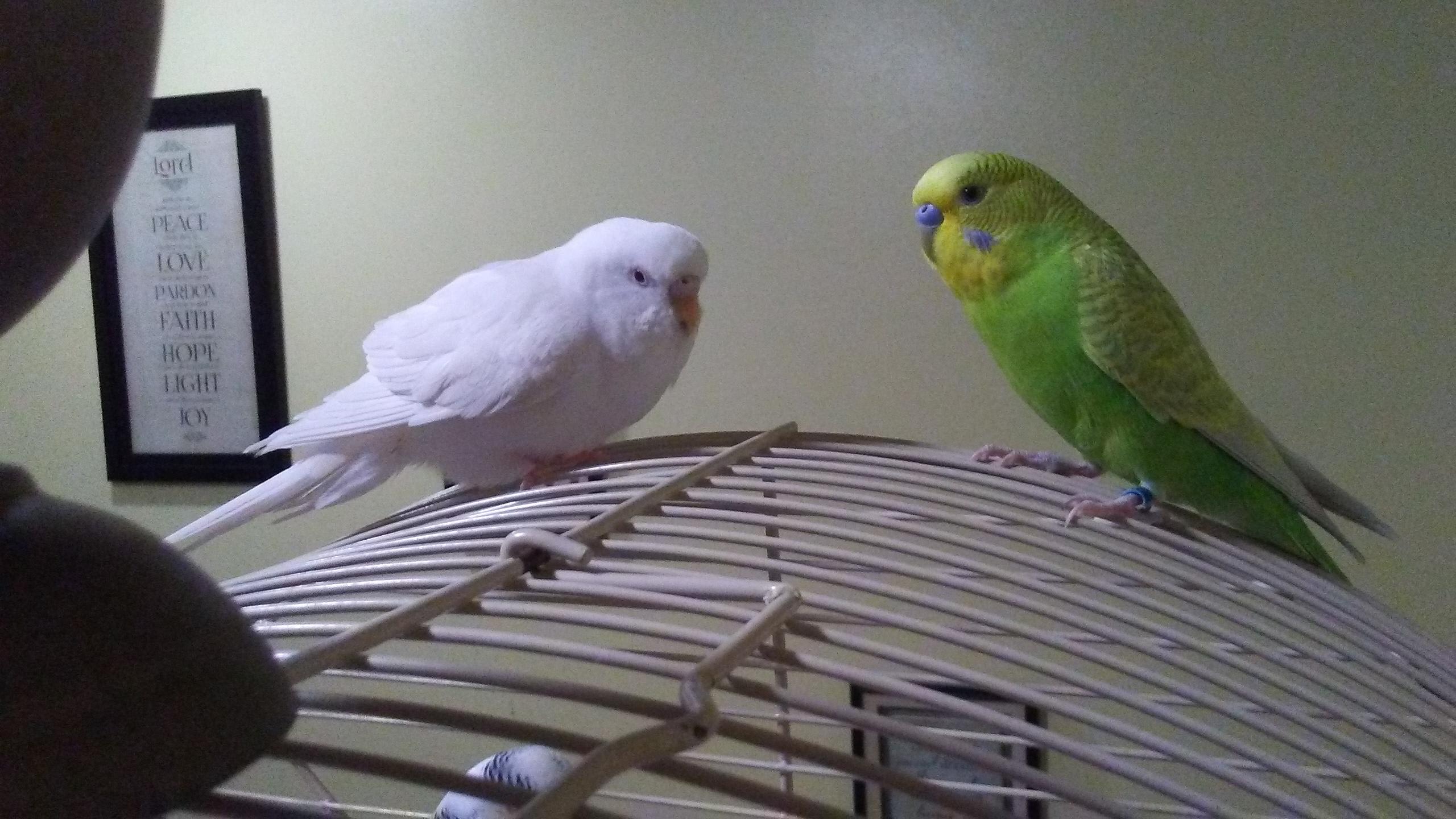 My Parakeet is Sick: Plucking, Green Poop, Aggressive? Get Help | Petco