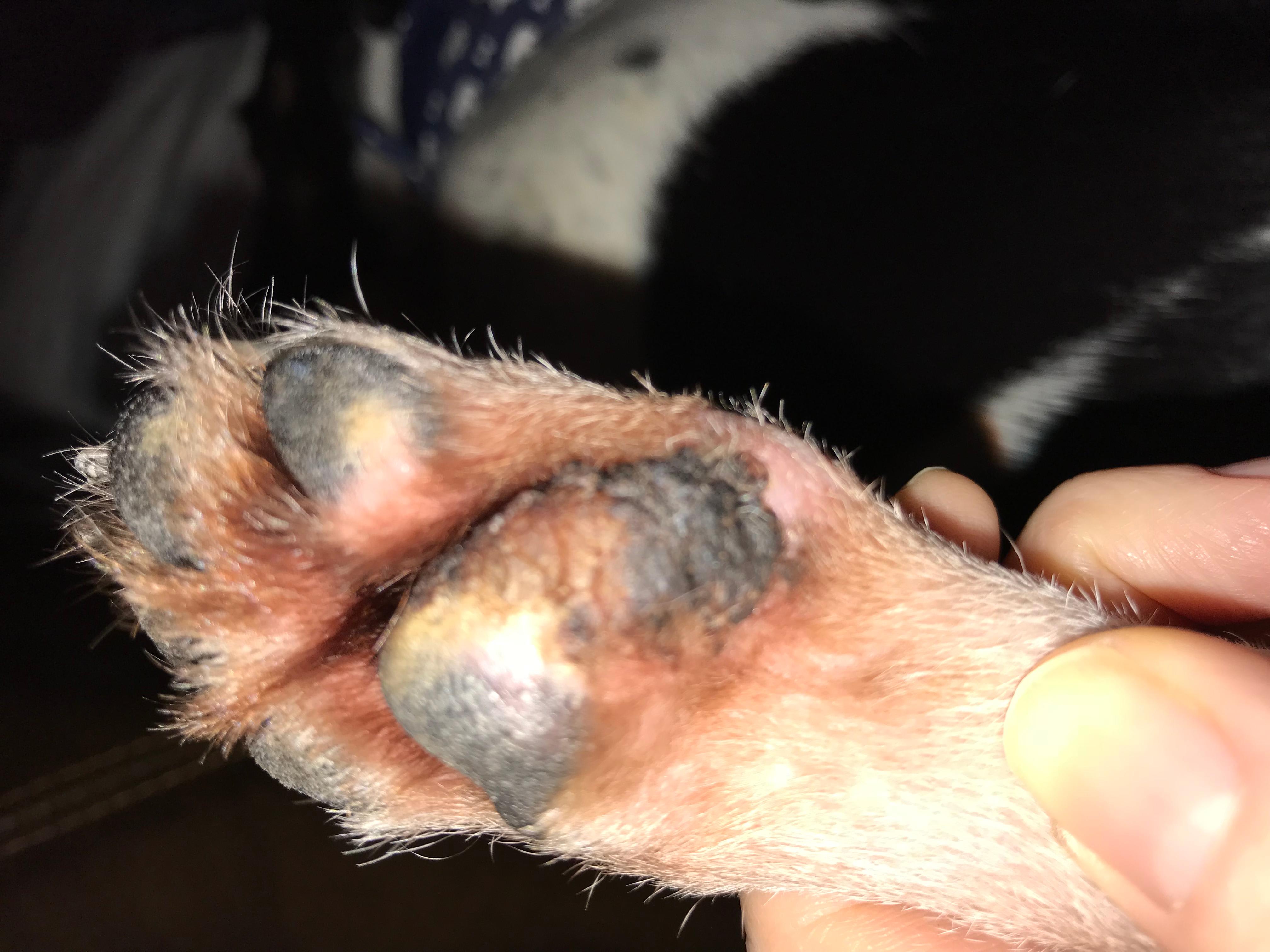 My dog has an infected non-cancerous paw lump. What to do? | Petco
