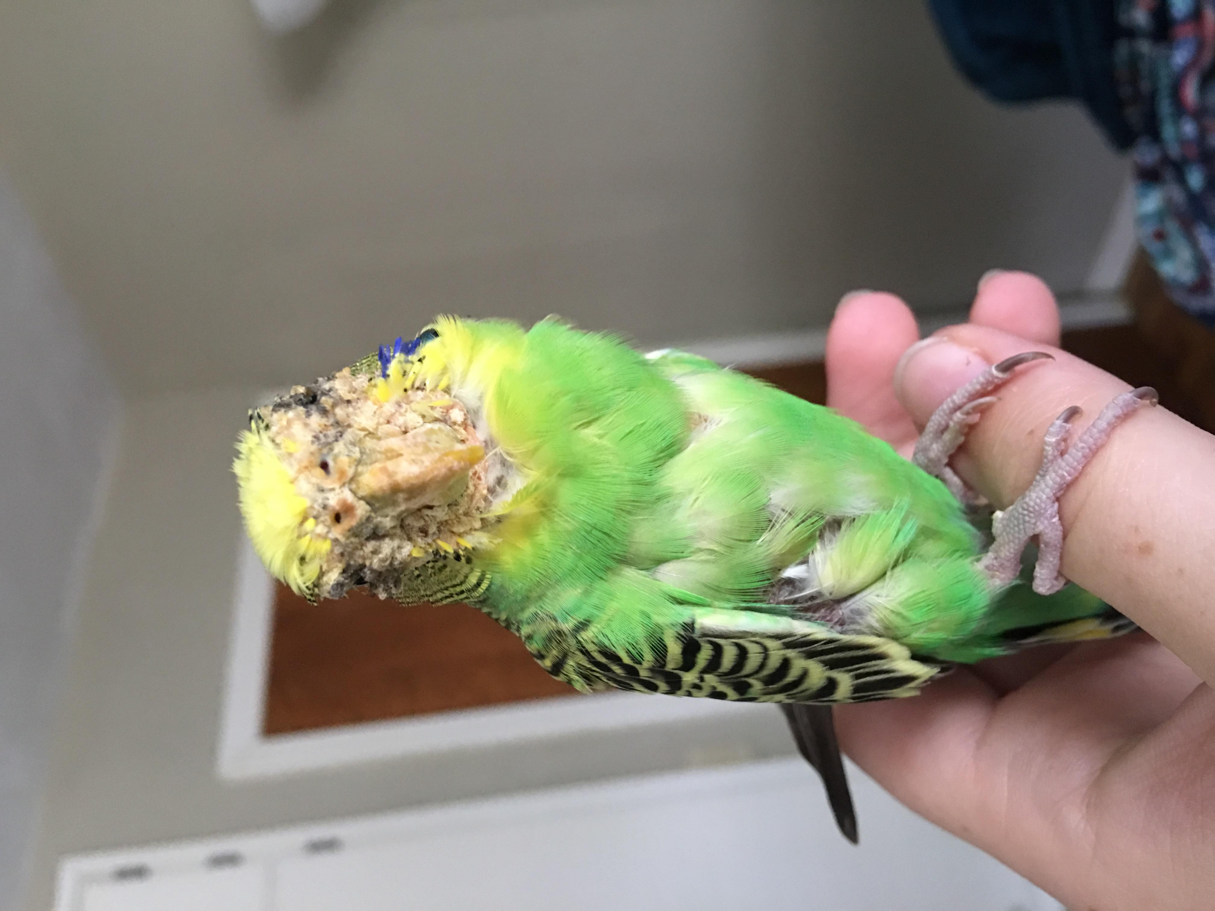 Why is my parakeet itching, plucking, and has a crusty face? | Petco