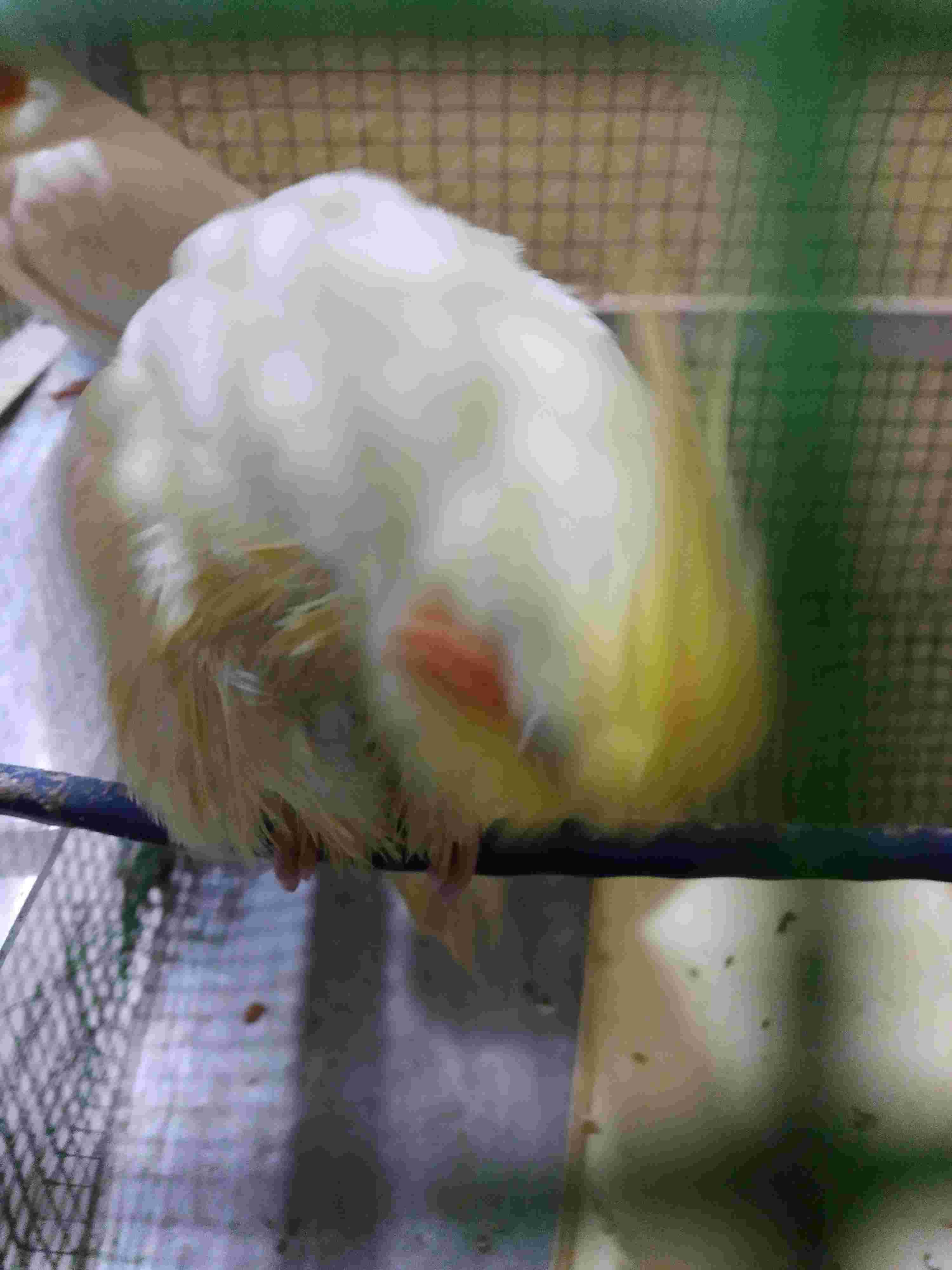 My Cockatiel Is Sick and Itching: Is It Mites or Egg-Bound? | Petco