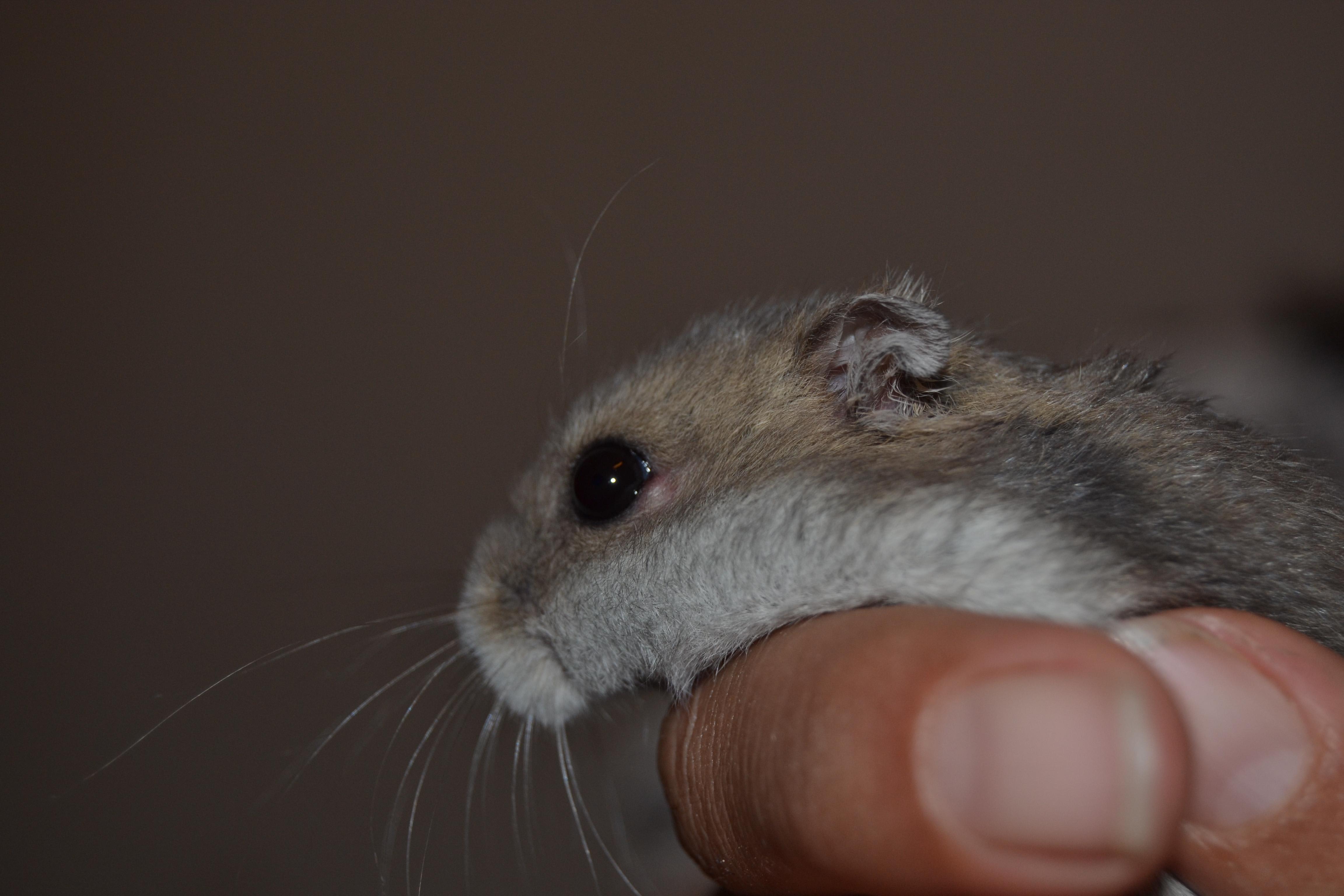 Why is my hamster's eye swollen, closed, and has a lump under it? | Petco