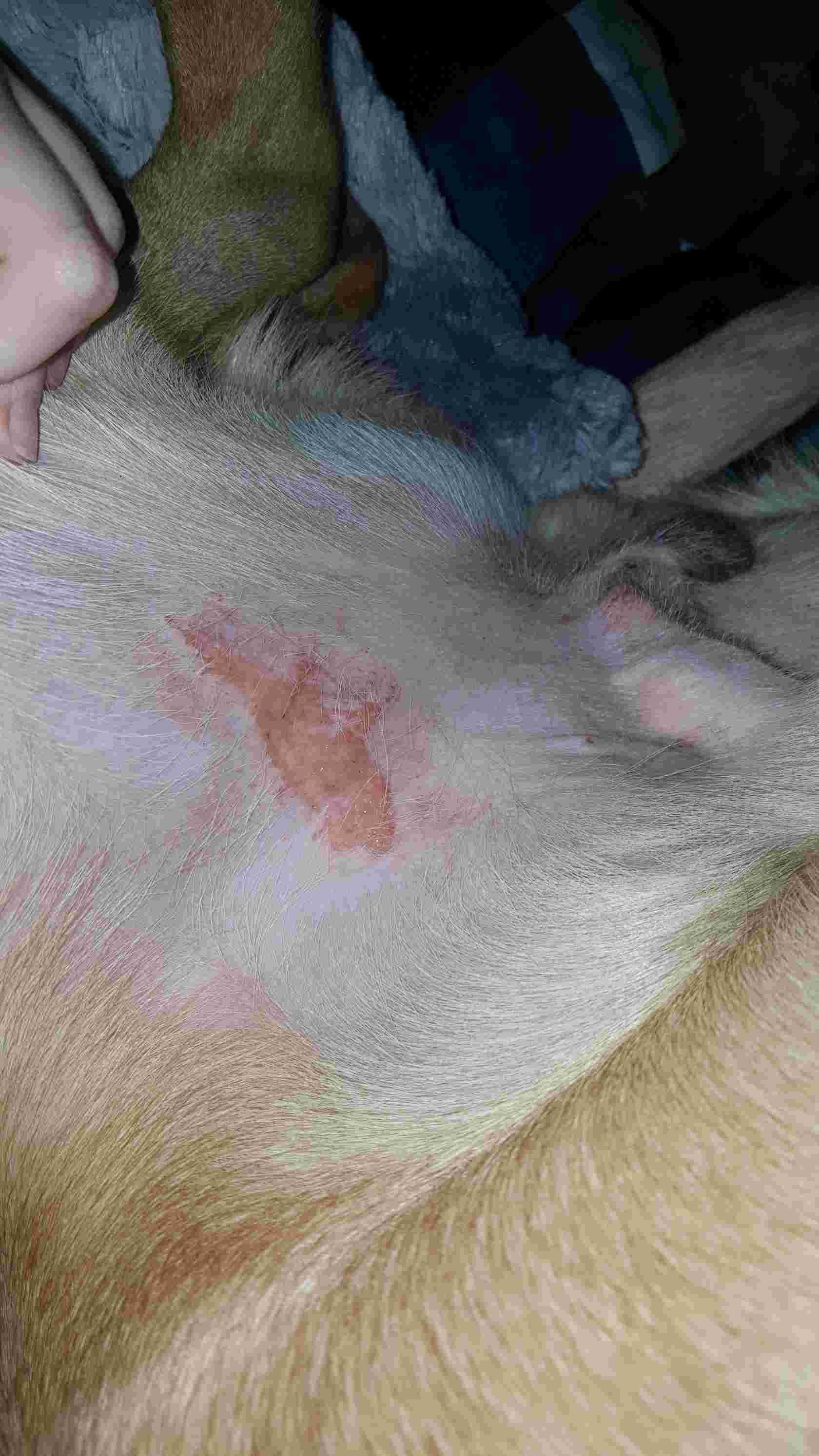 My dog's neuter incision is red, wet, and puffy. What can I use? | Petco