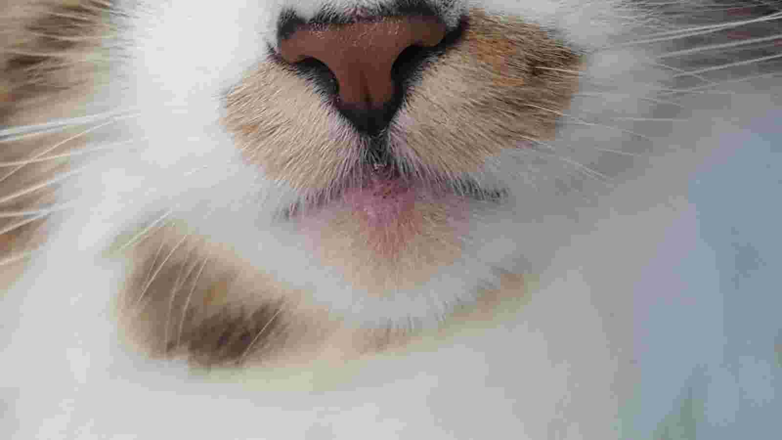 Why is my cat's lower lip suddenly red? Allergy or injury? | Petco