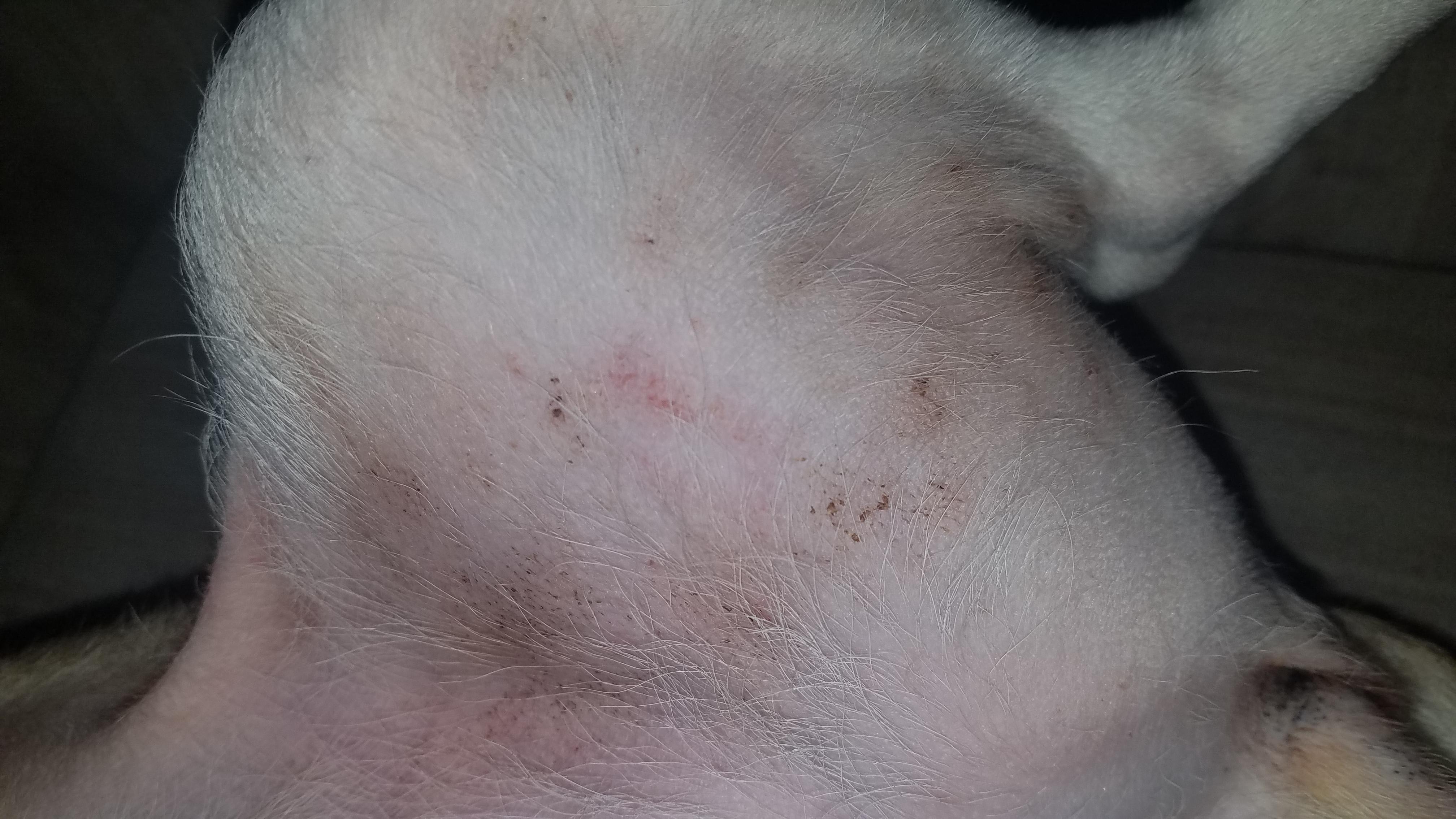 Why Are My Dog's Hind Legs Discolored, Losing Hair & Scratching? | Petco